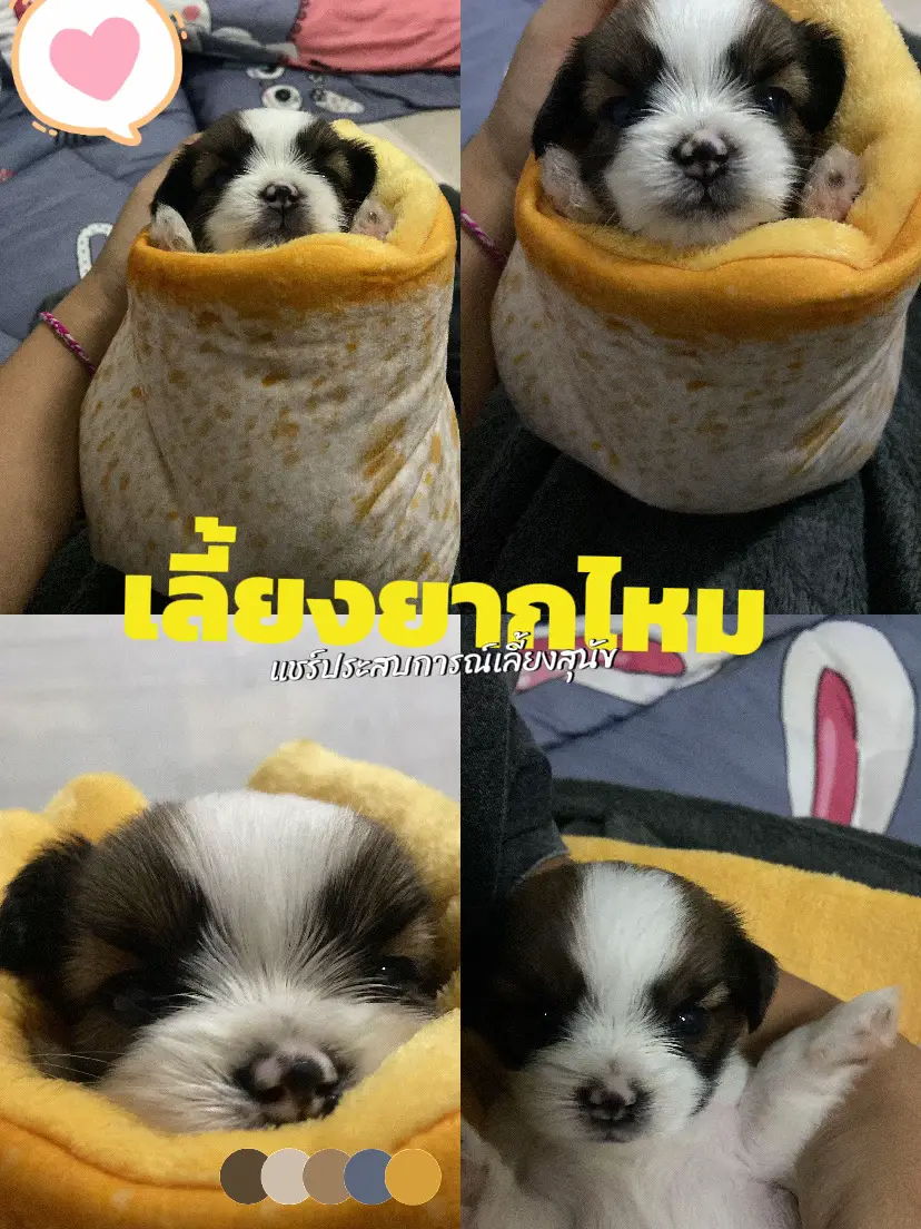 แชร์ประสบการณ์เลี้ยงสุนัข🫶🏻 | แกลเลอรีที่โพสต์โดย Kanlayanee | Lemon8