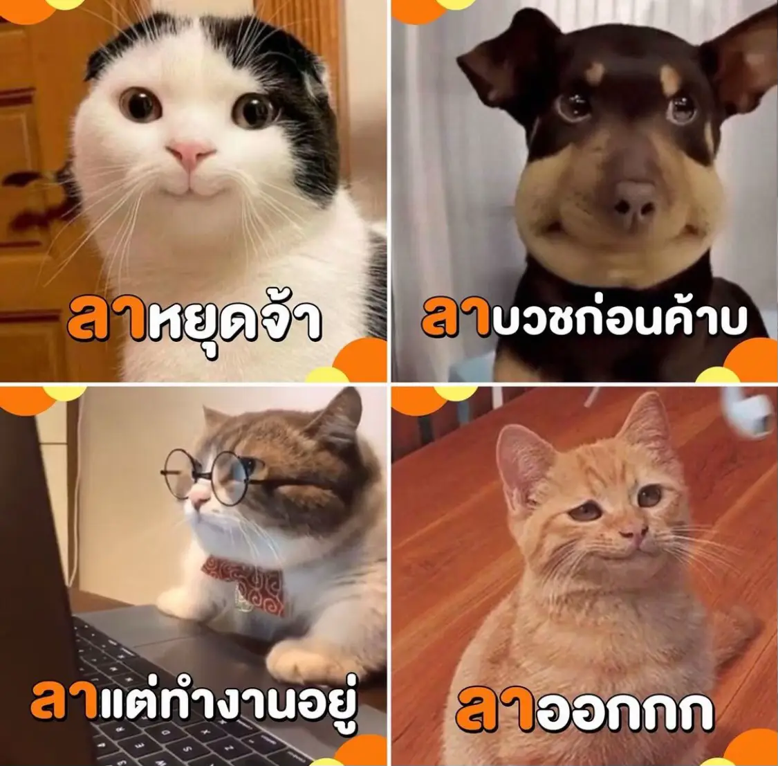 Giving out memes, animals, the world, leave work 🤪 | Gallery posted by ...