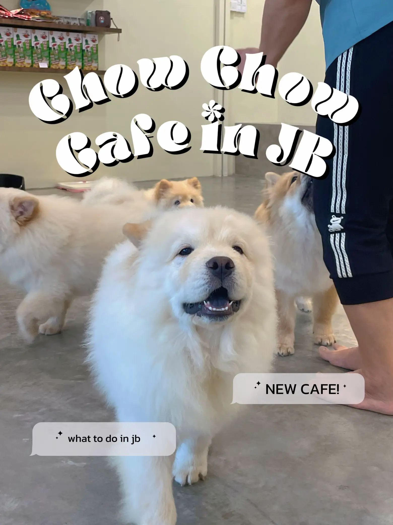 MUST VISIT: ~$4 new chow chow cafe in jb 🐶 | Gallery posted by ruex 🍚 ...