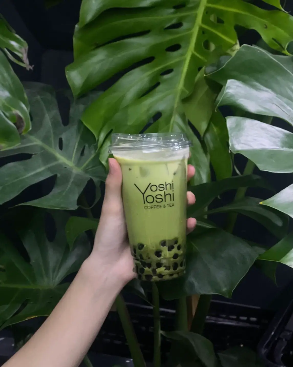 Yoshi Yoshi Coffee and Tea - Tìm kiếm trên Lemon8