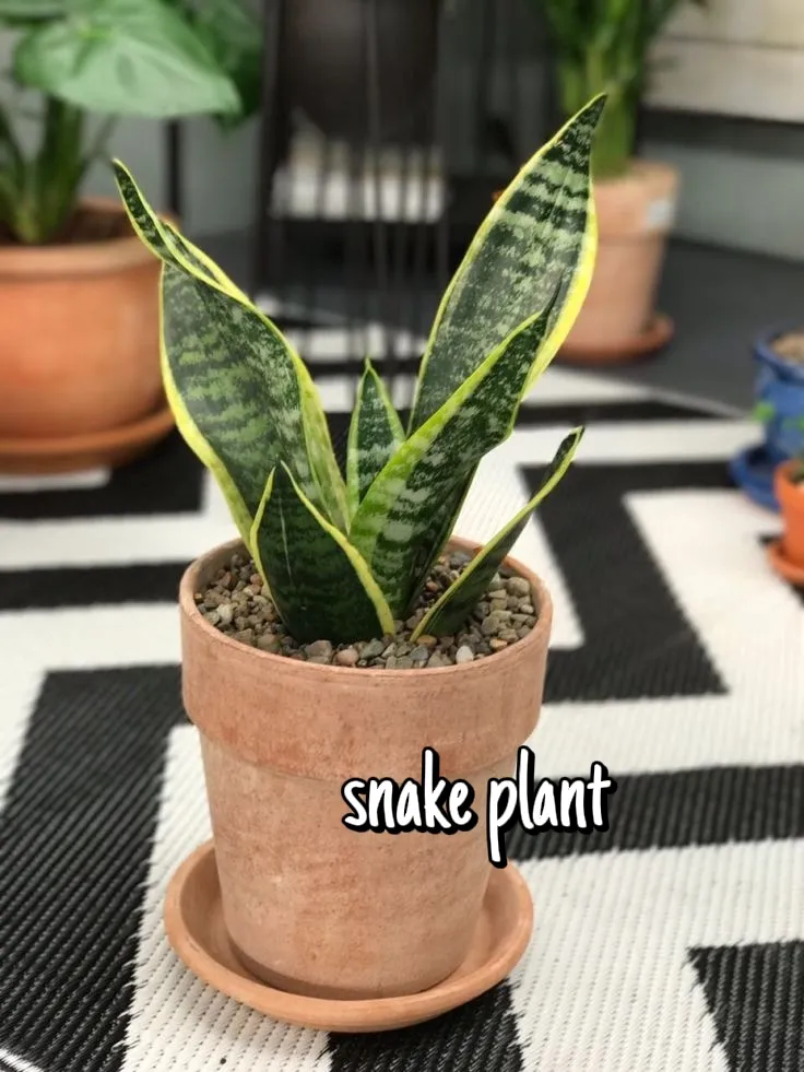 3 Pokok SANGAT SPECIAL Letak Dalam Bilik Tidur | Galeri disiarkan oleh Jellyna Jal🧸 | Lemon8