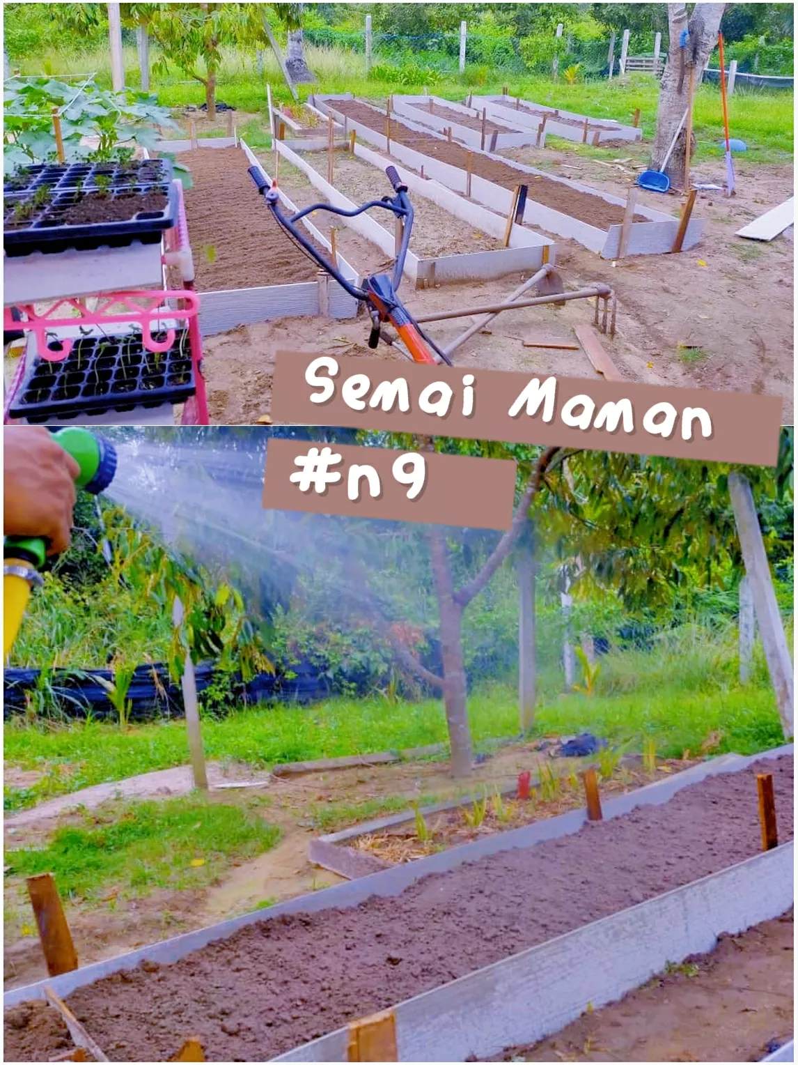 Semai Maman | Galeri disiarkan oleh nadiacantik | Lemon8