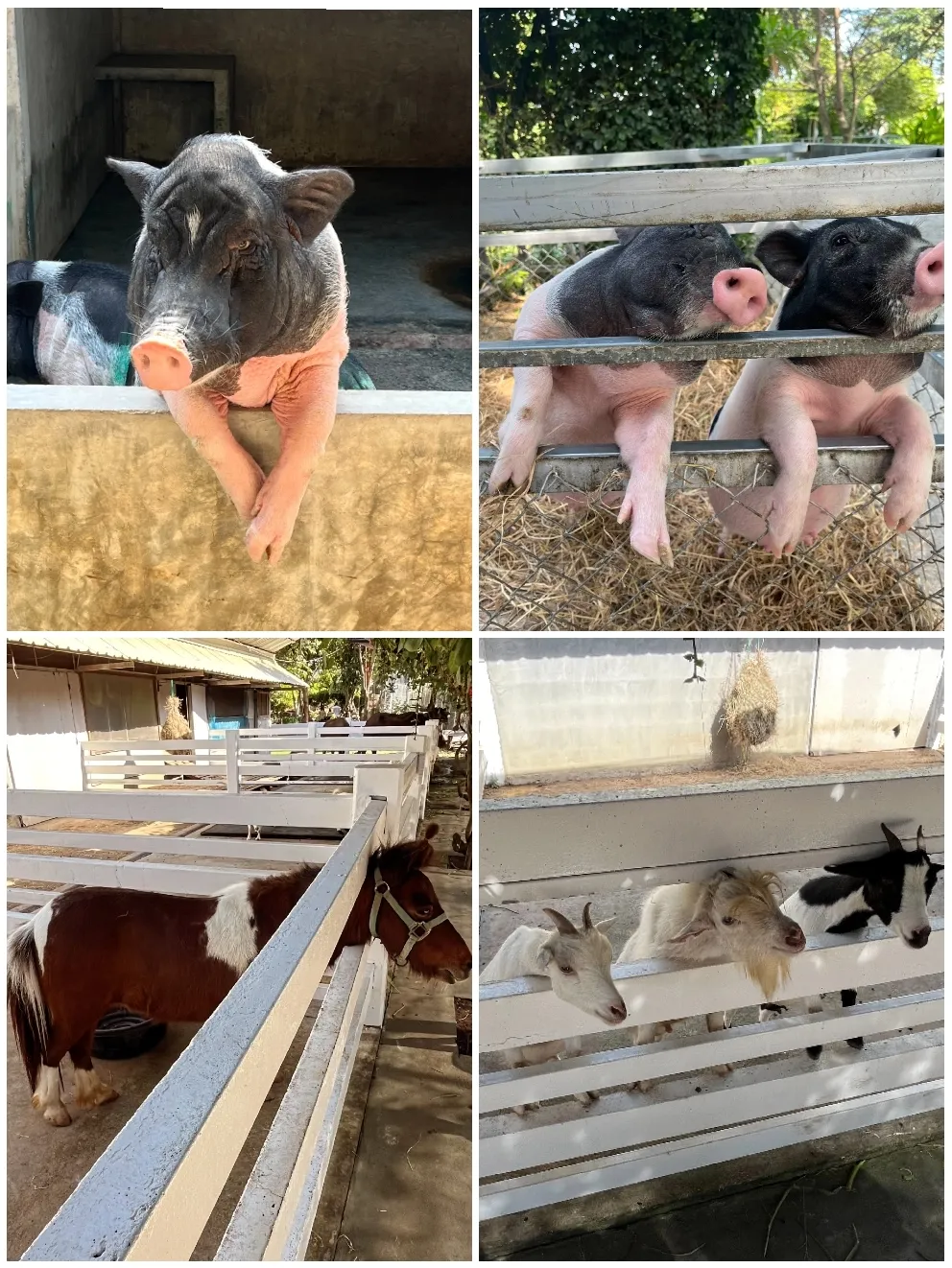 ชวนไปเที่ยว Mini Zoo สุดน่ารัก 🐷🌈🐦🐢 | แกลเลอรีที่โพสต์โดย PJ _ KK 🥳 | Lemon8