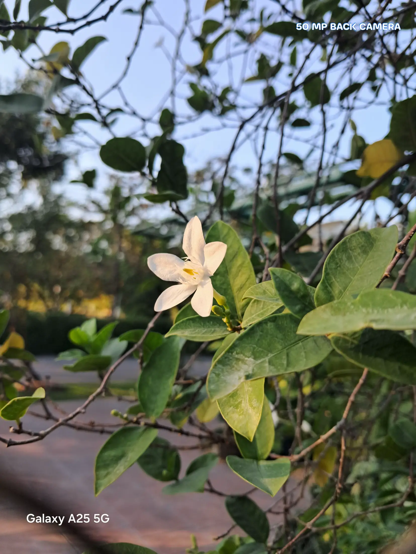 😧 นี่นะหรือกล้องมือถือหมื่นเดียว !! | แกลเลอรีที่โพสต์โดย DK Land | Lemon8