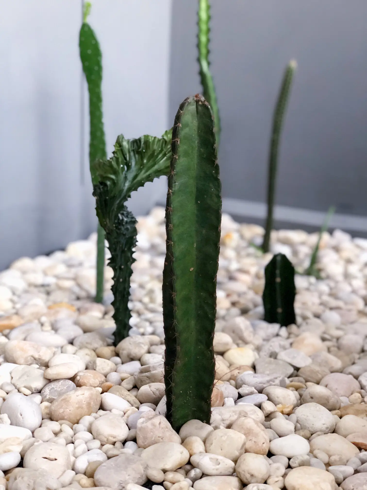 Share Trick Gardening Cactus in front of the house | Gallery posted by อยากอวดบ้าน | Lemon8