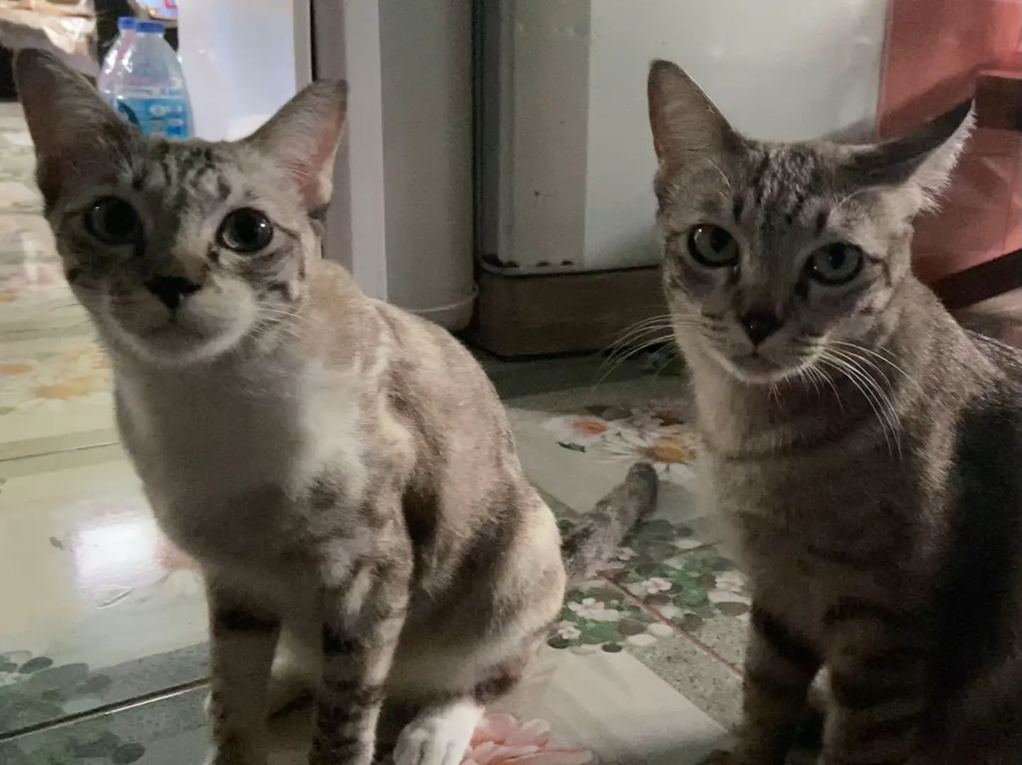 #Cat #แมว | วิดีโอที่เผยแพร่โดย Not | Lemon8