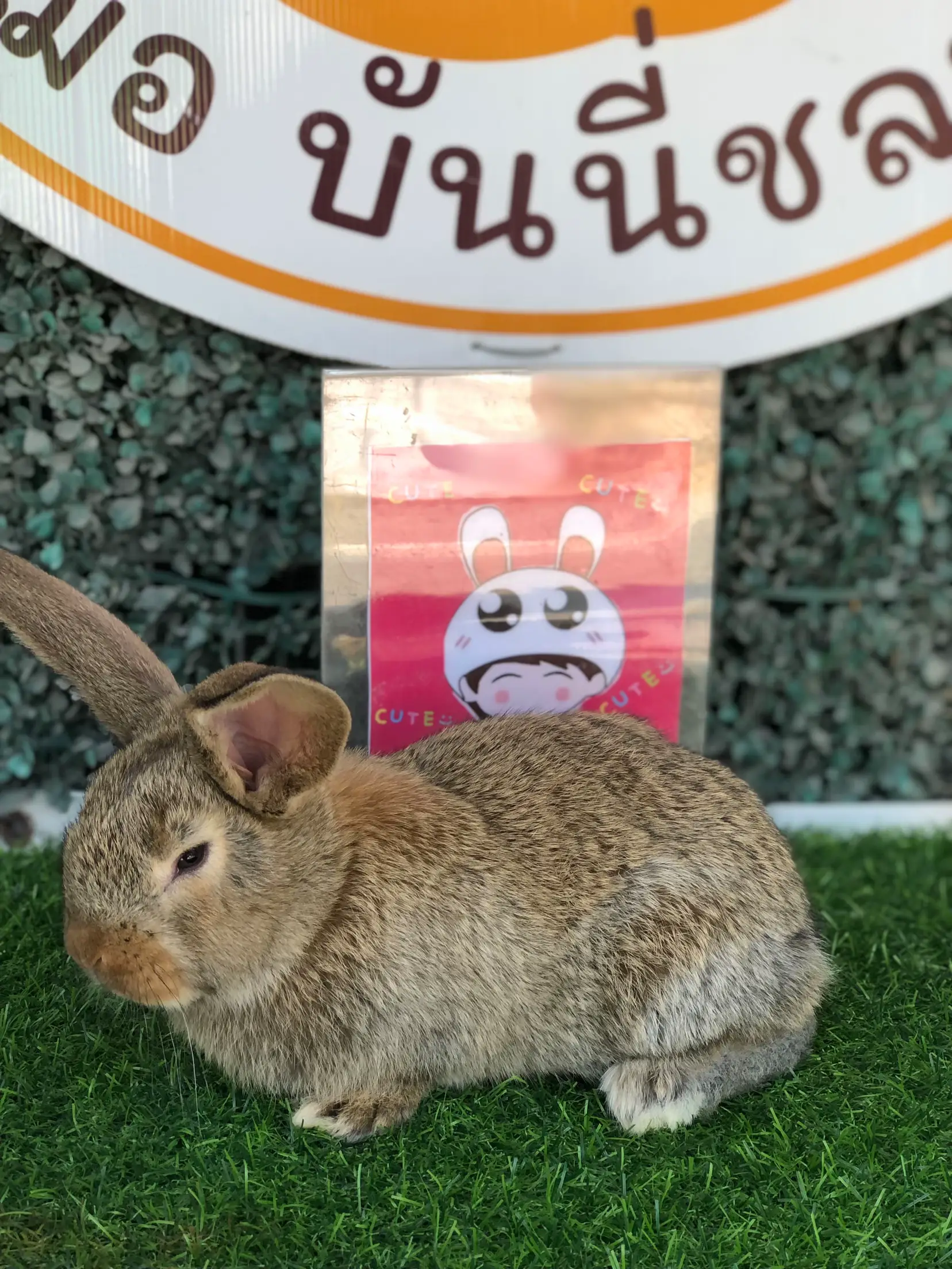 Giant Rabbit | Gallery posted by JeBunnyChonburi | Lemon8