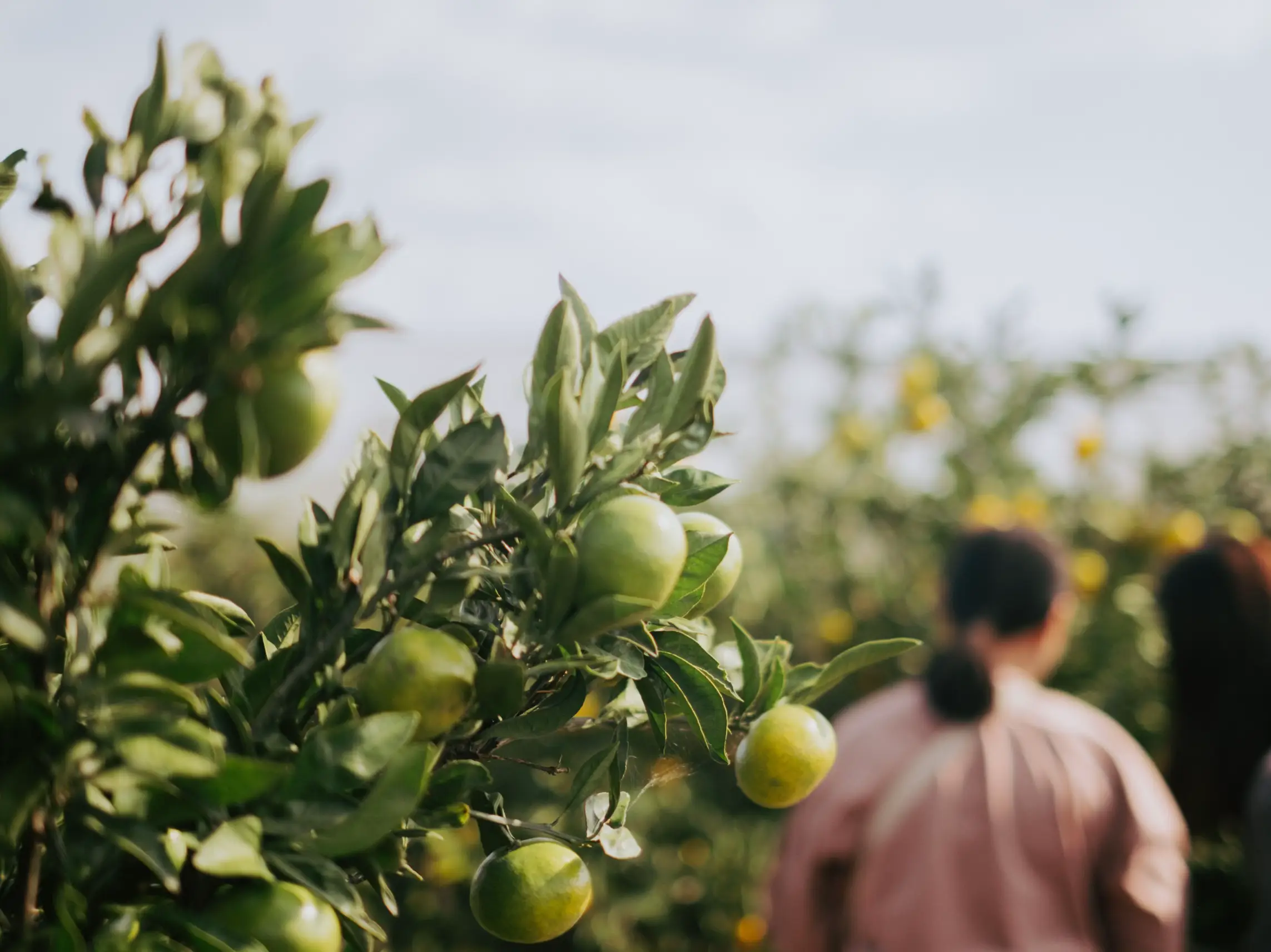tangerine picking in jeju 🍊🍊 | Gallery posted by Katelyn | Lemon8