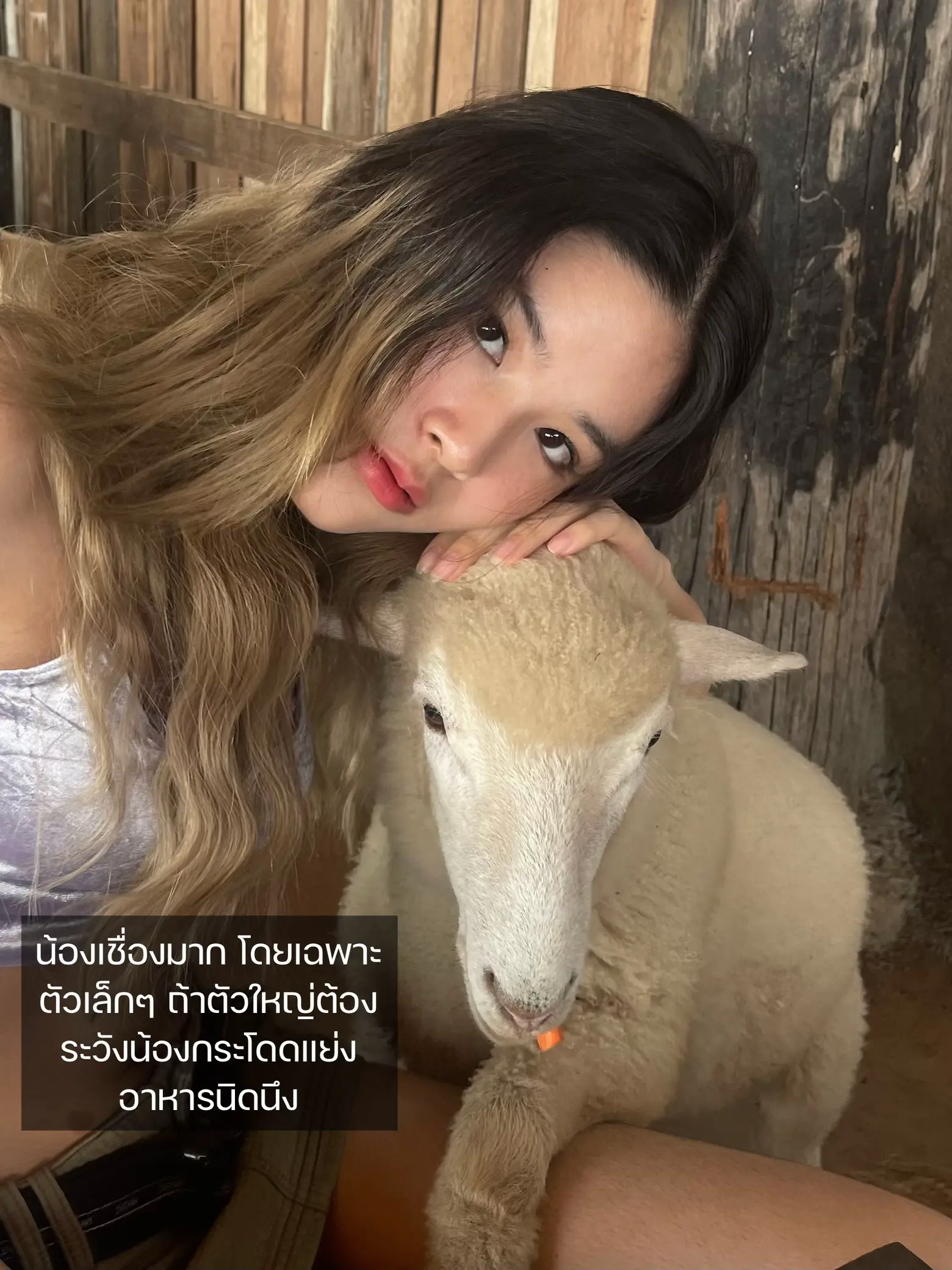 น่ารักเกินต้าน! Akha Farmville 🐑🌳 | แกลเลอรีที่โพสต์โดย lbzero | Lemon8