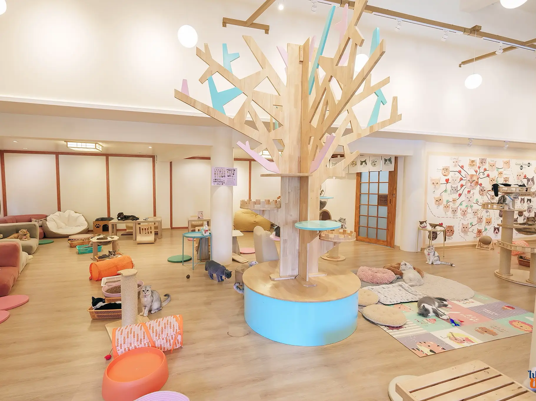 Chill Cat Cafe….สวรรค์ของคนรักแมว😻😻😻 | แกลเลอรีที่โพสต์โดย Jennie ...
