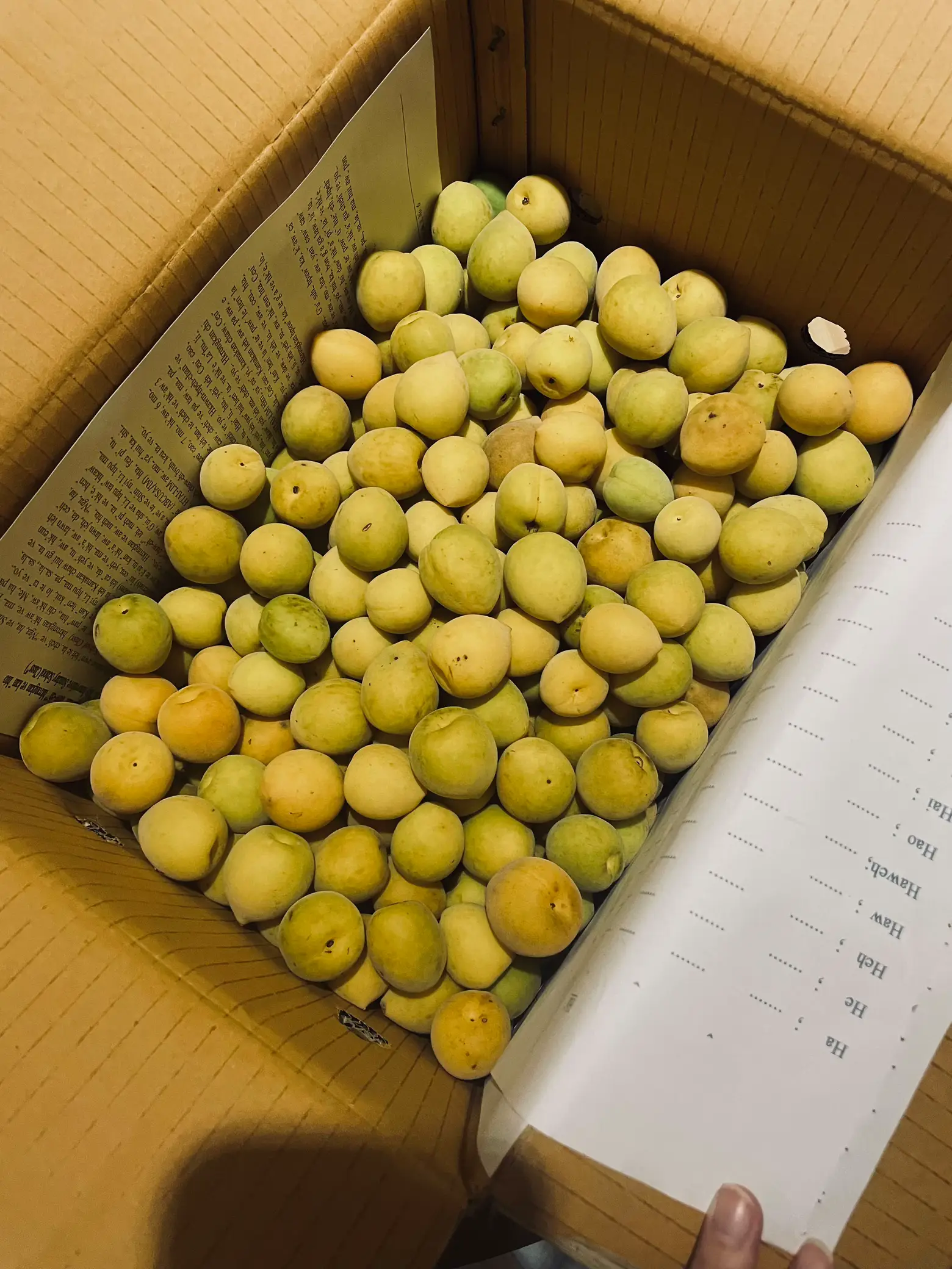 How to Make UMESHU เหล้าบ๊วย ทำยังไง? | แกลเลอรีที่โพสต์โดย Khunwarit | Lemon8