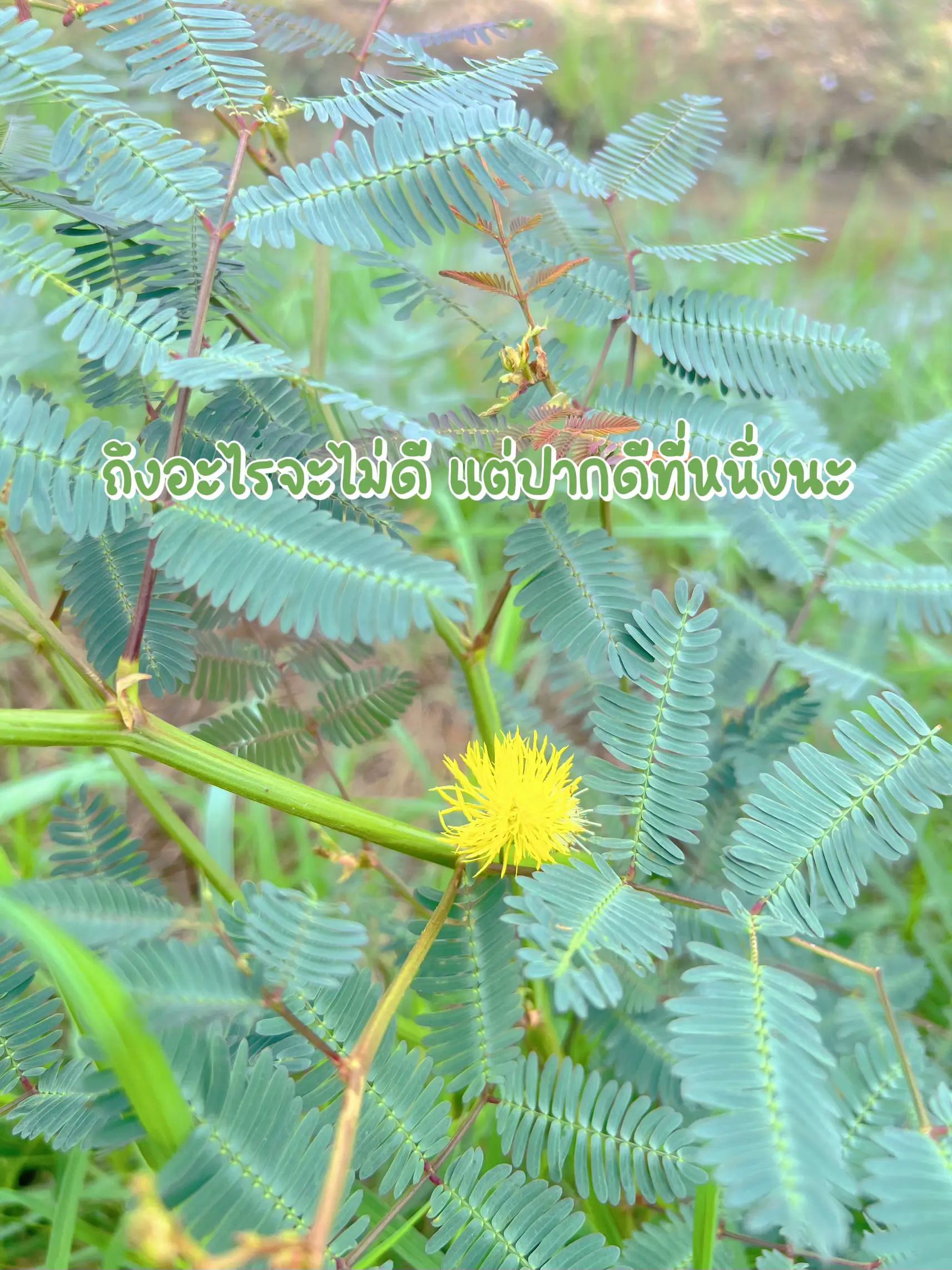 รวมคำคม แคปชั่นกวนๆ 😆😎 | แกลเลอรีที่โพสต์โดย Font Kancha | Lemon8