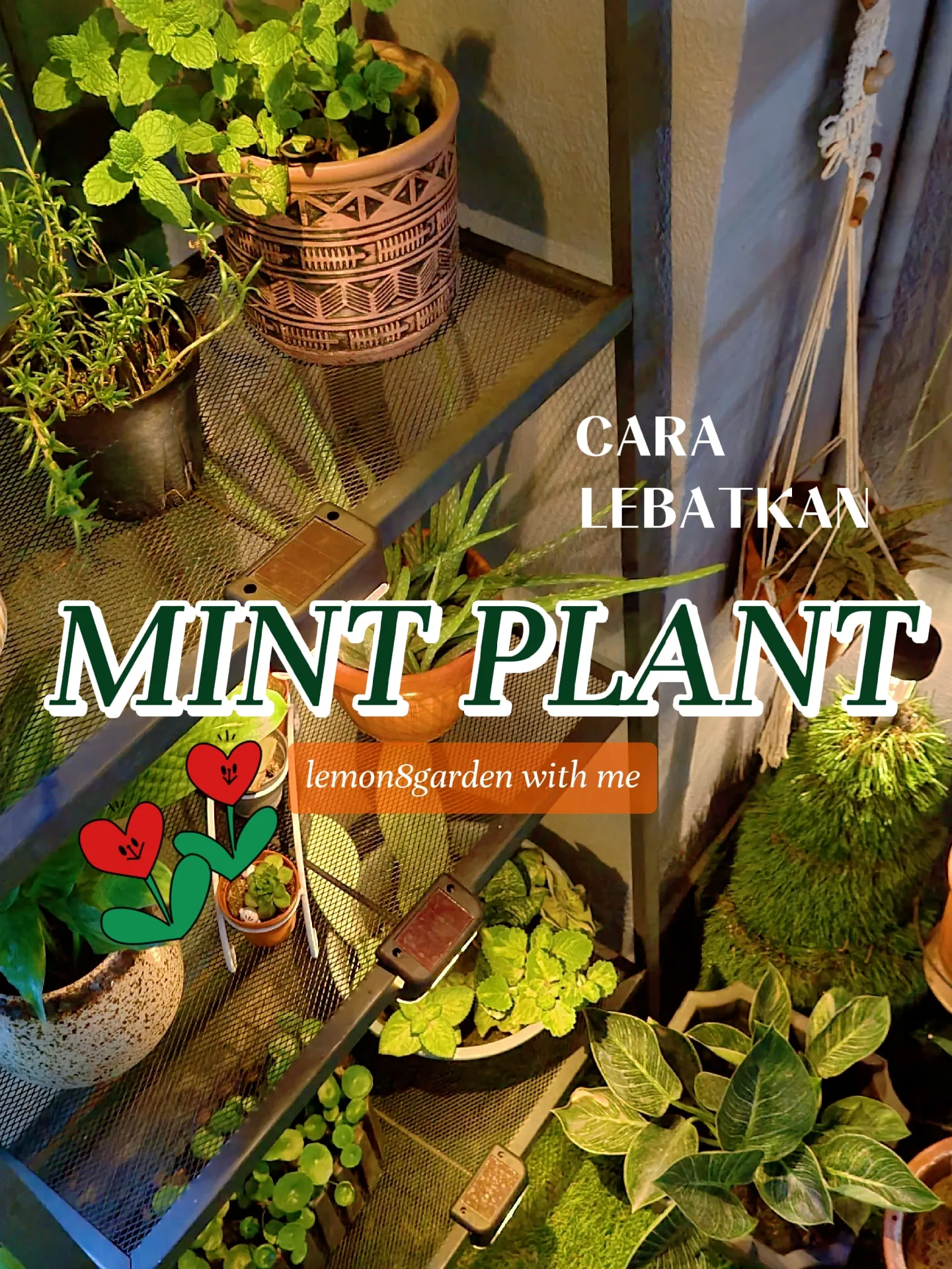 CARA LEBATKAN MINT PLANT | Garden with me🪴 | Galeri disiarkan oleh ...