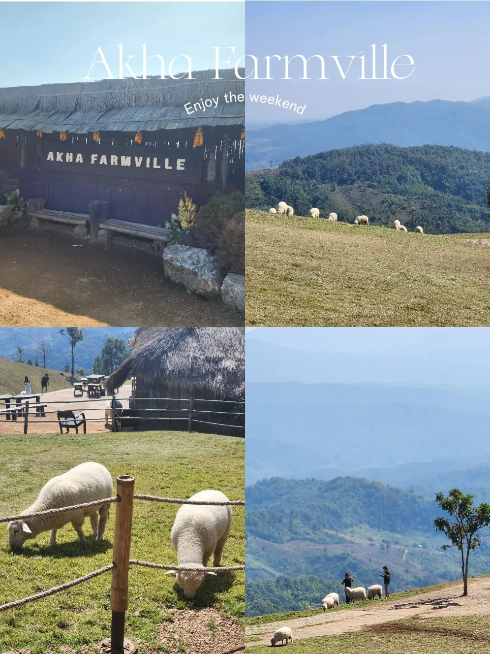 Akha Farmville | แกลเลอรีที่โพสต์โดย Medsaii_ | Lemon8