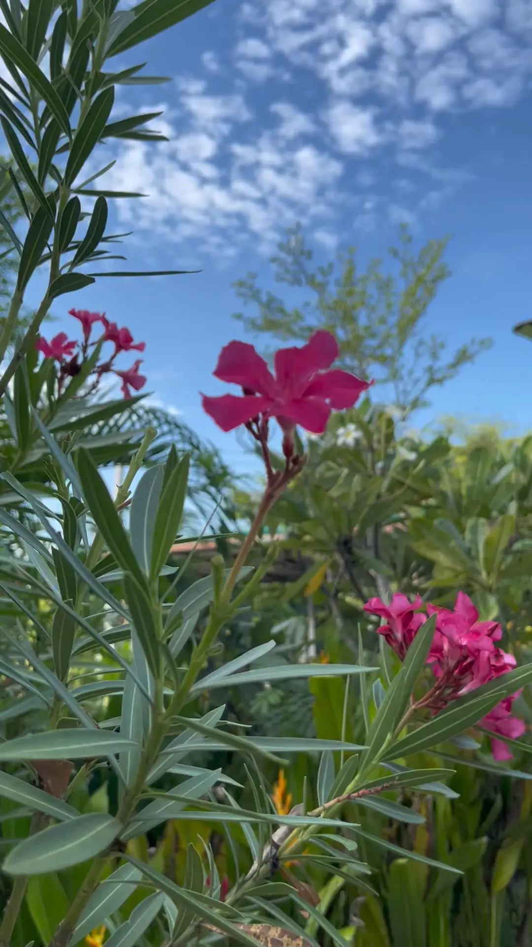 #ติดเทรนด์ #ยี่โถ #บ้านและสวน | วิดีโอที่เผยแพร่โดย บ้านสวนchaiwat | Lemon8