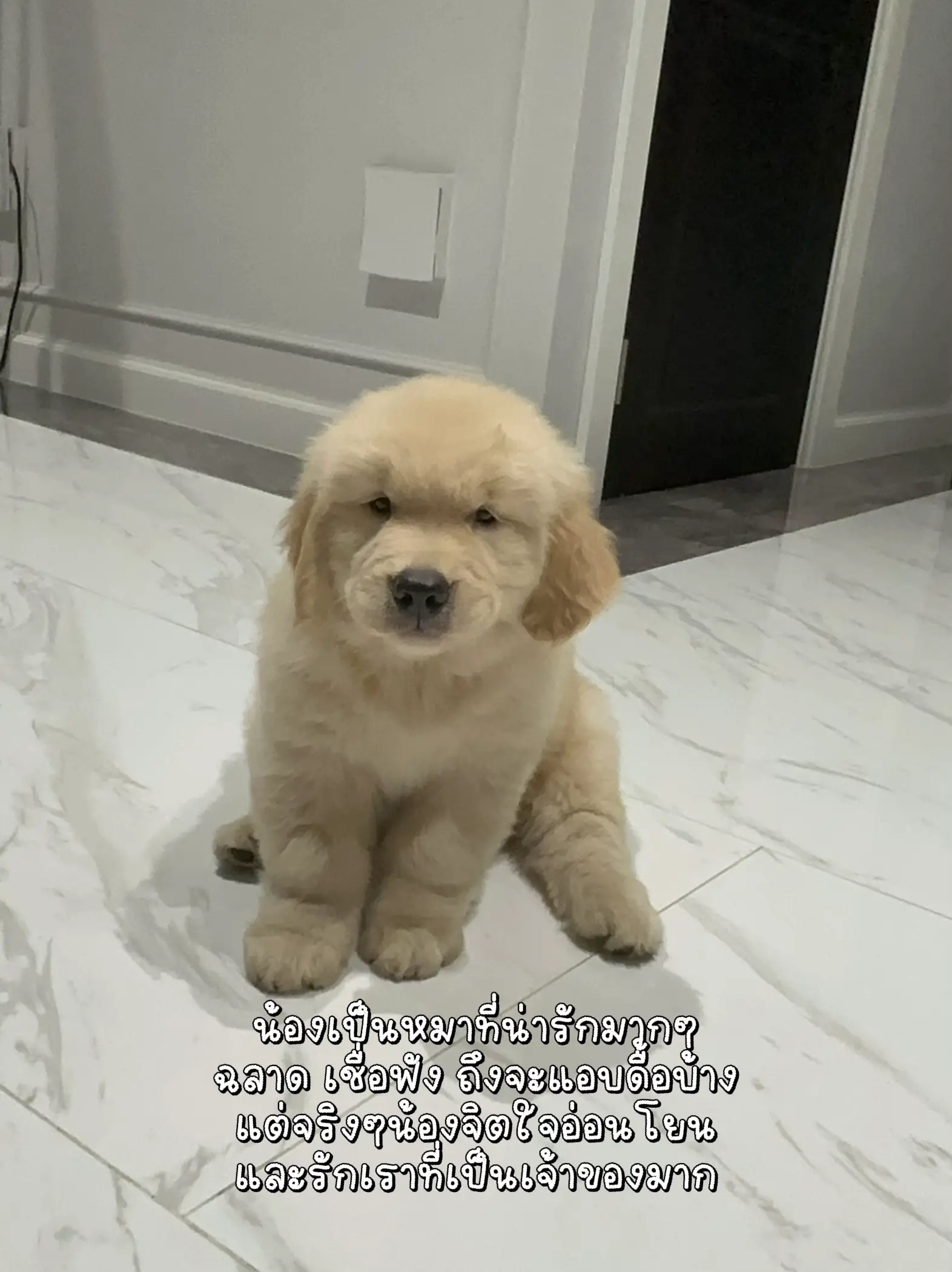 รีวิวน้องหมาโกลเด้นของเรา🦮💘 | แกลเลอรีที่โพสต์โดย jaisai | Lemon8