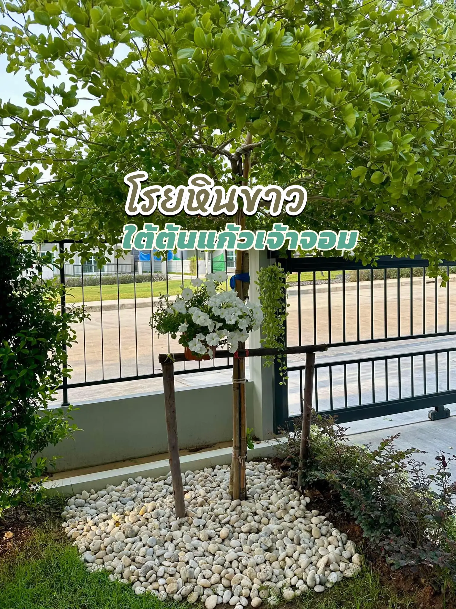 ต้นแก้วเจ้าจอม 4 ใบ 6 ใบ ต่างกันยังไง | 2025 ประสบการณ์ผู้ใช้จริงบน Lemon8