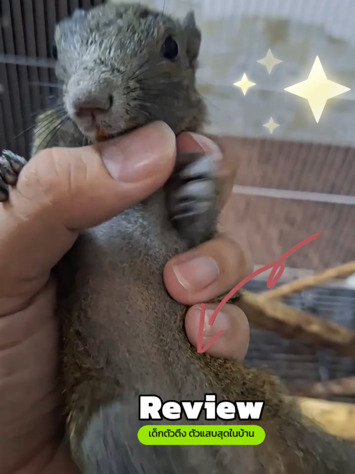 สัตว์เลี้ยงที่น่ารักของพวกคุณ | วิดีโอที่เผยแพร่โดย Jenine June | Lemon8