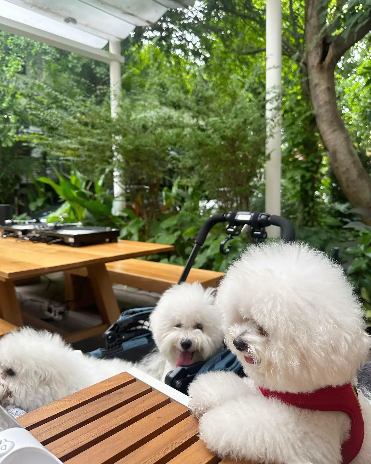 Ari neighborhood cafe, dog access, and a great brunch menu. | Gallery ...