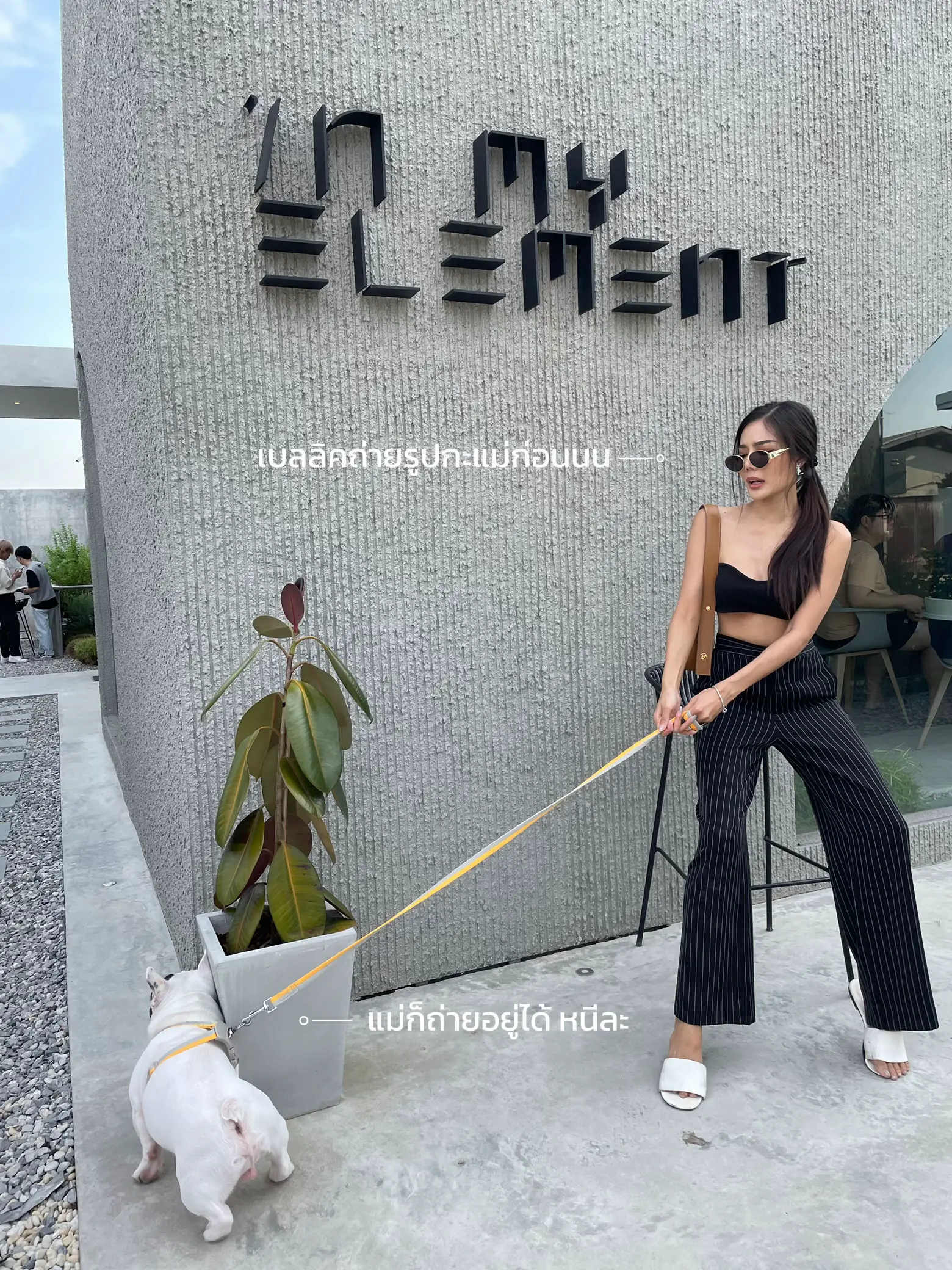 IN MY ELEMENT Cafe Pet Friendly100% หมาเข้าโซนแอร์ได้ | แกลเลอรีที่ ...