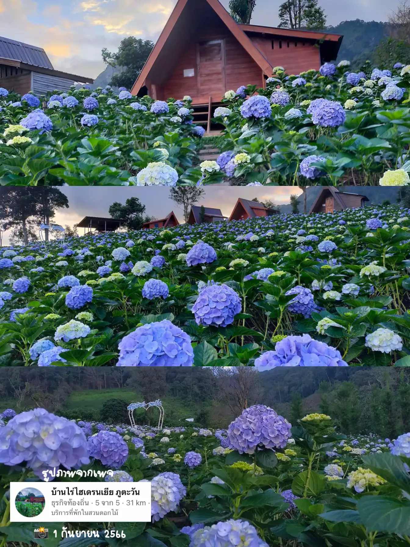 🪻สวนไฮเดรนเยีย ขุนแปะ จ.เชียงใหม่ 🪻 | แกลเลอรีที่โพสต์โดย Ploy Prangwalai | Lemon8