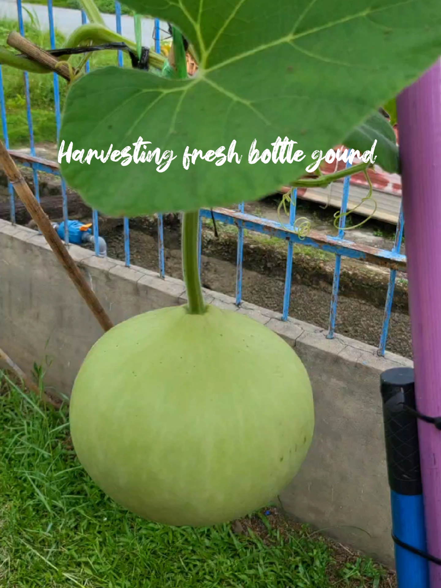 Harvest my bottle gourd ( round ) | Video diterbitkan oleh Rachael | Lemon8