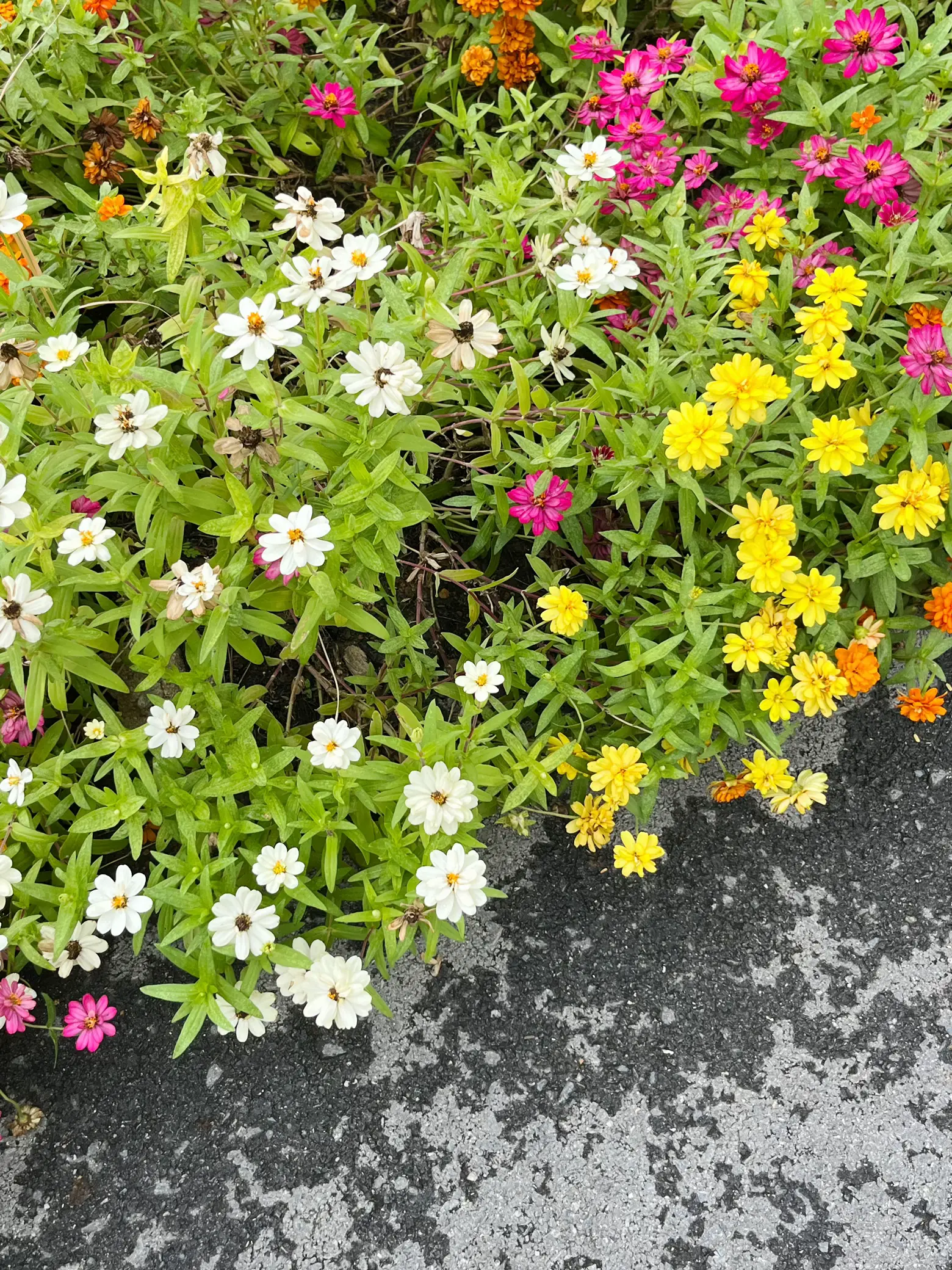 เดินเล่นรับลมหนาวที่สวนเบญจกิติ🌳 🚲 | แกลเลอรีที่โพสต์โดย Merrypring | Lemon8