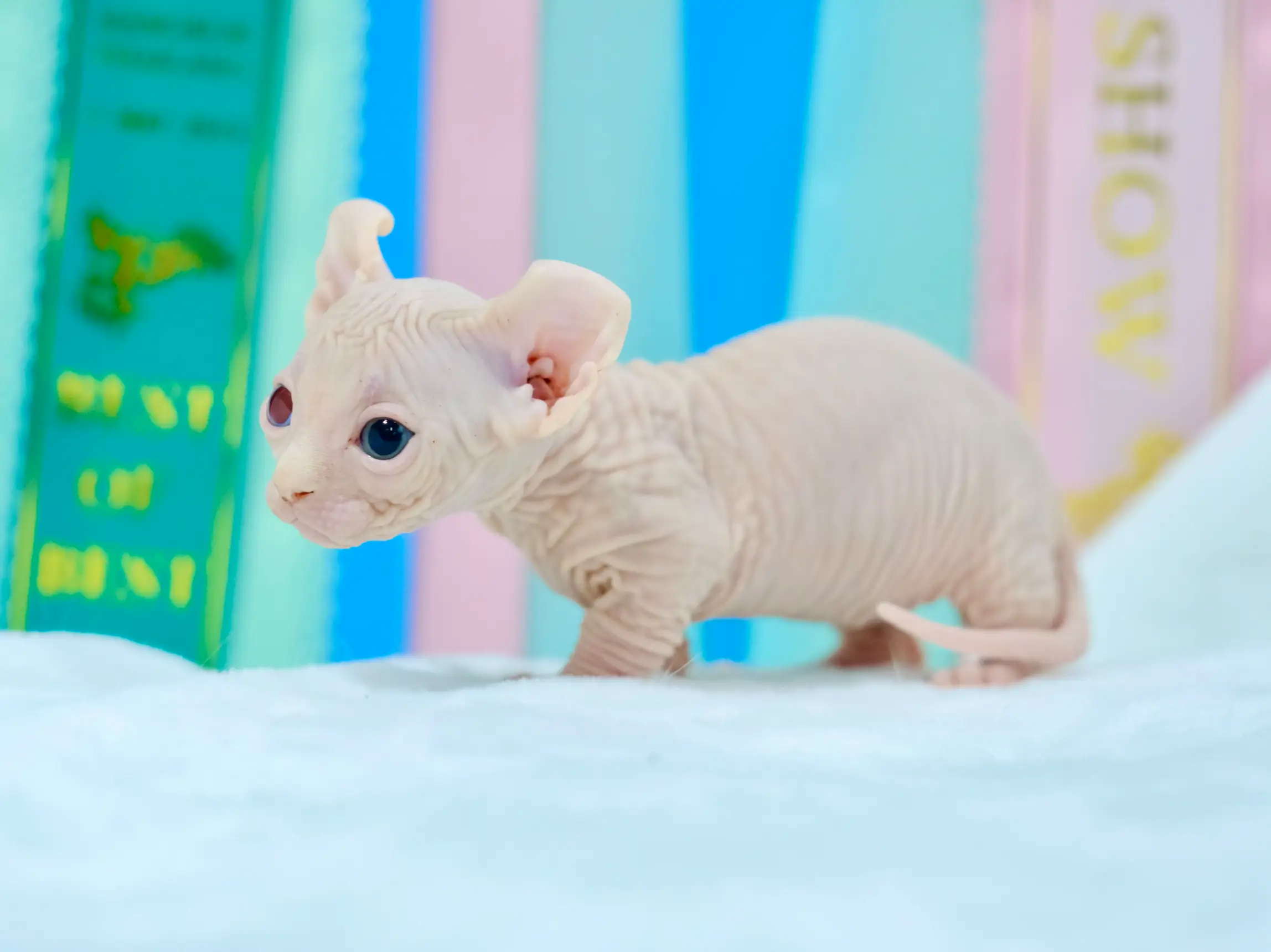 DWELF BOY 💕 | แกลเลอรีที่โพสต์โดย Aziz Cattery | Lemon8