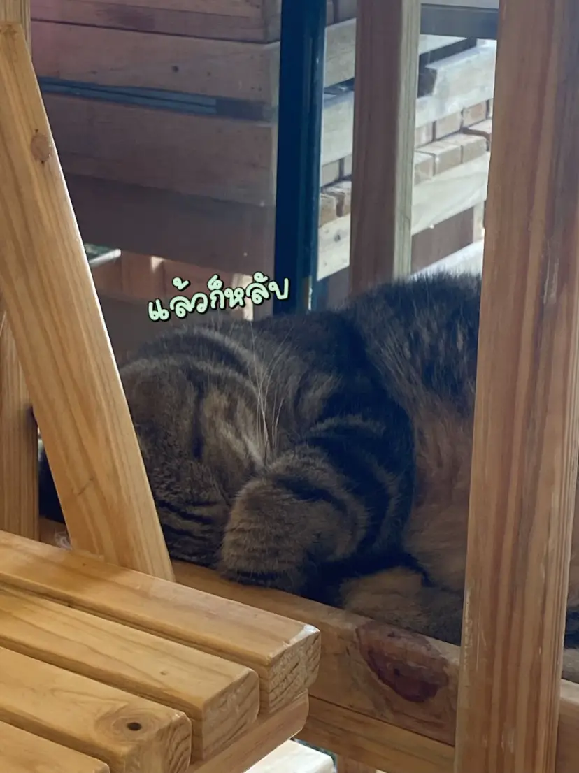 Cat Cafe Rangsit สวรรค์ของเหล่าทาสแมว 🐈 | แกลเลอรีที่โพสต์โดย tian =͟͟͞͞♡ ´ | Lemon8