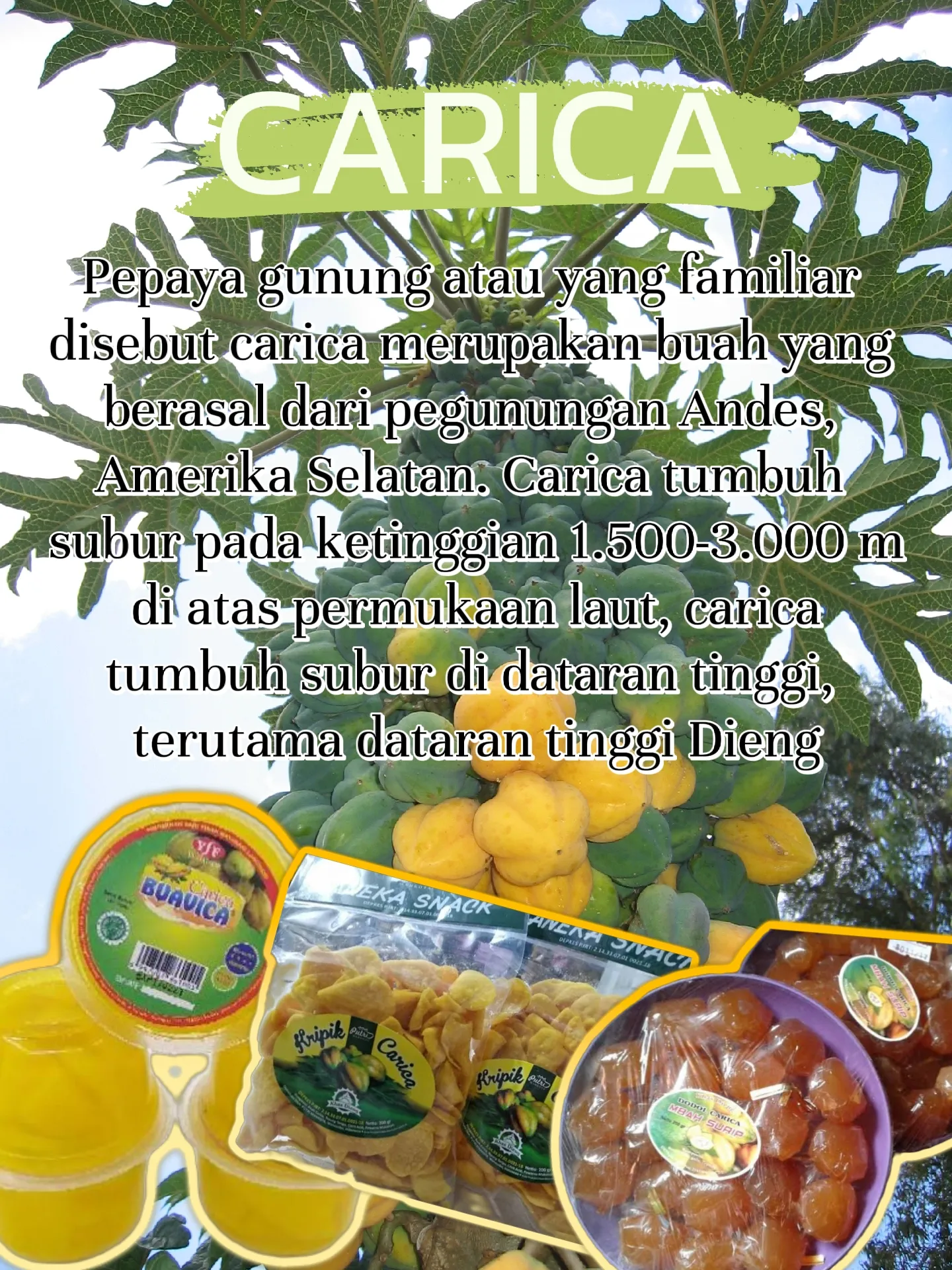 OLEH OLEH WAJIB PAS LIBURAN KE WONOSOBO | Galeri diposting oleh Darra ...