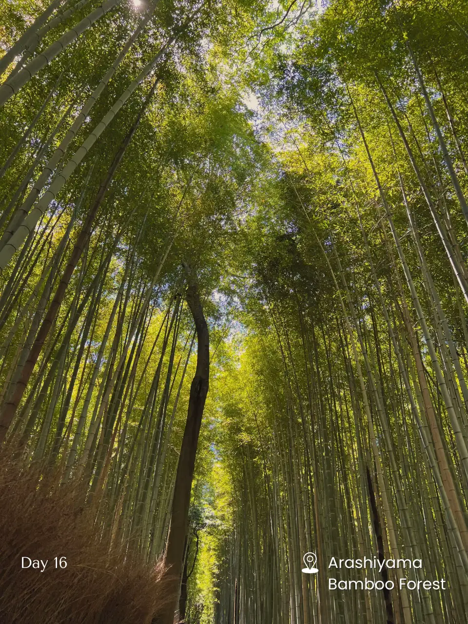 All the places I went to in Japan! (Kyoto+Kobe) | แกลเลอรีที่โพสต์โดย ...