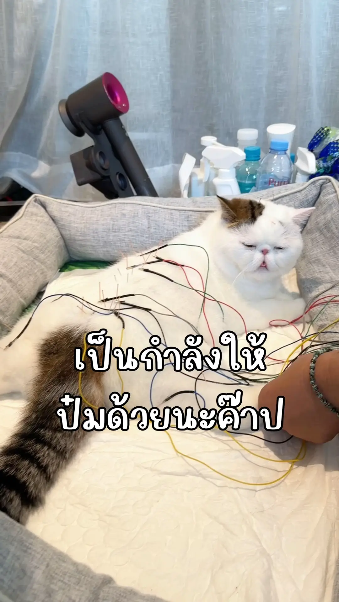 จ้วนสดใสแม่ๆก็มีกำลังใจค๊าป💕 | วิดีโอที่เผยแพร่โดย My cat story | Lemon8