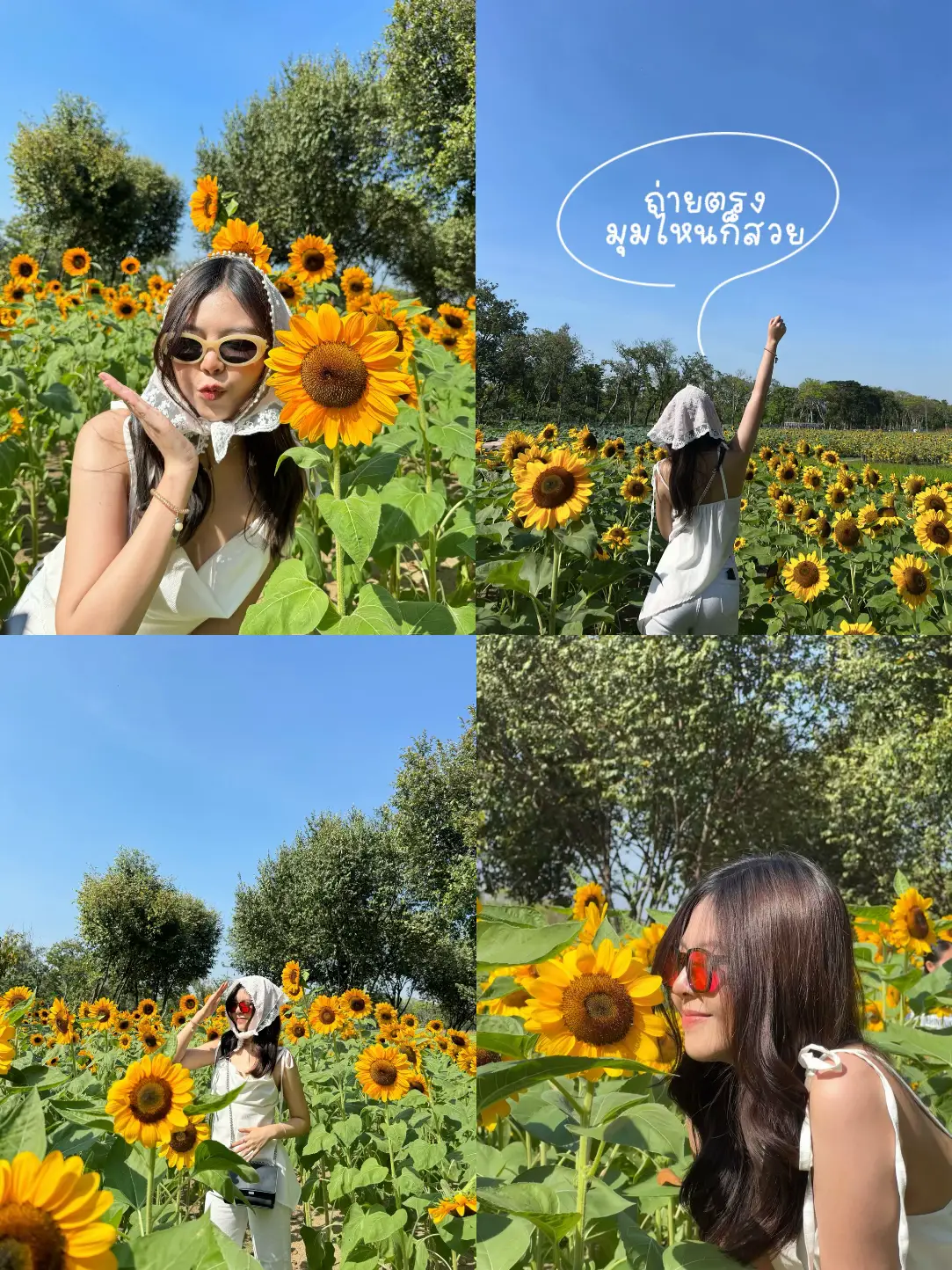 🌻 ทุ่งทานตะวัน @สวนรถไฟจตุจักร | แกลเลอรีที่โพสต์โดย Unithin.thin 🦄 | Lemon8