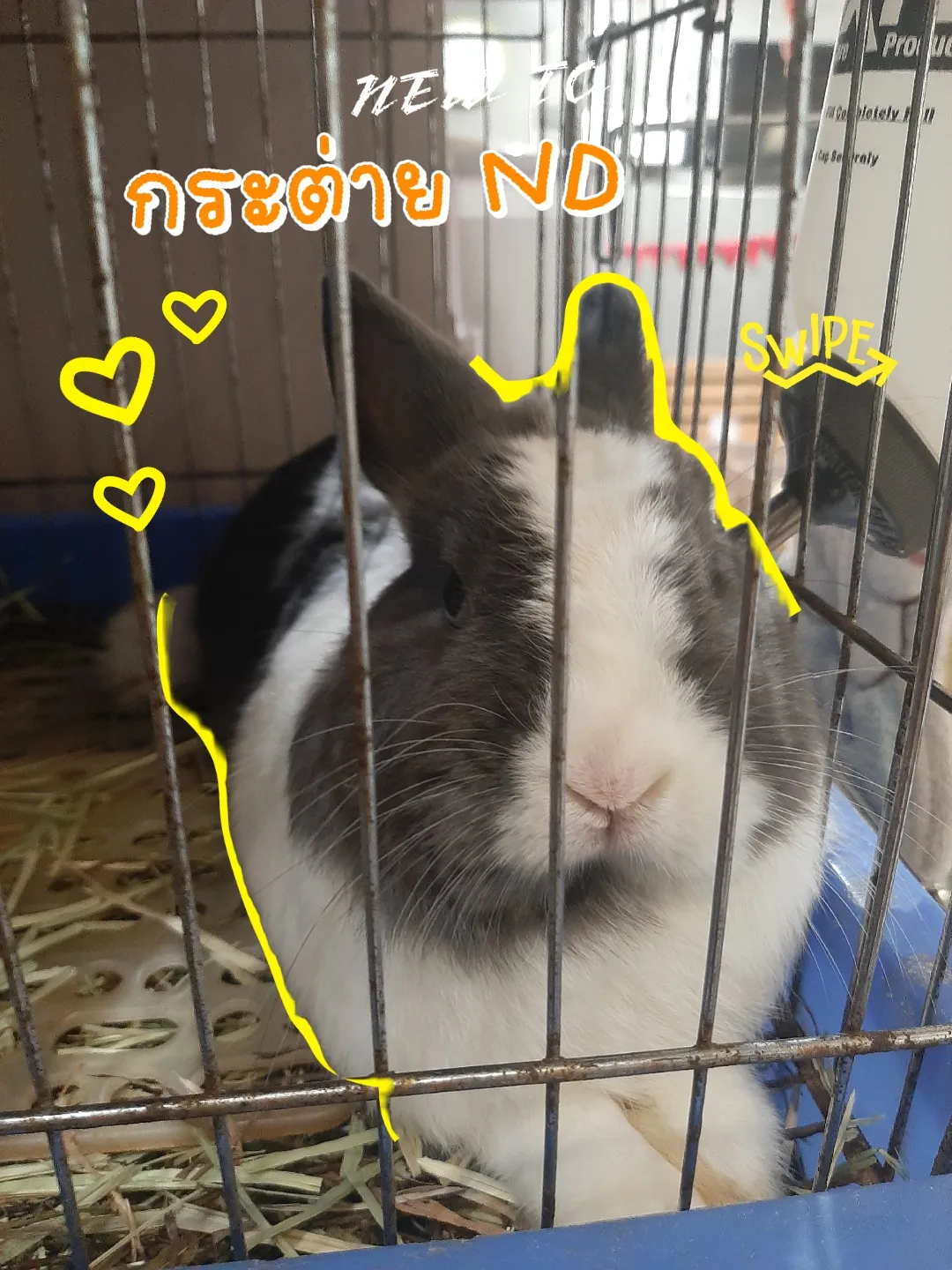 คาเฟ่กระต่าย Rabbito Cafe' สุขุมวิท 101/1 🐰 | แกลเลอรีที่โพสต์โดย Vanda Na Ja | Lemon8