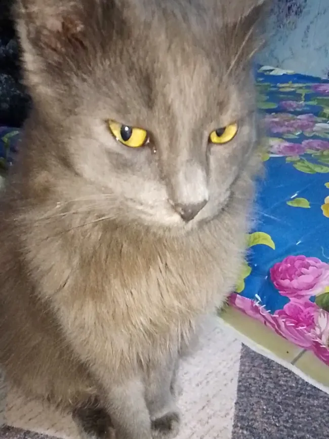 cat 2 | Video dipublikasikan oleh ms ko | Lemon8