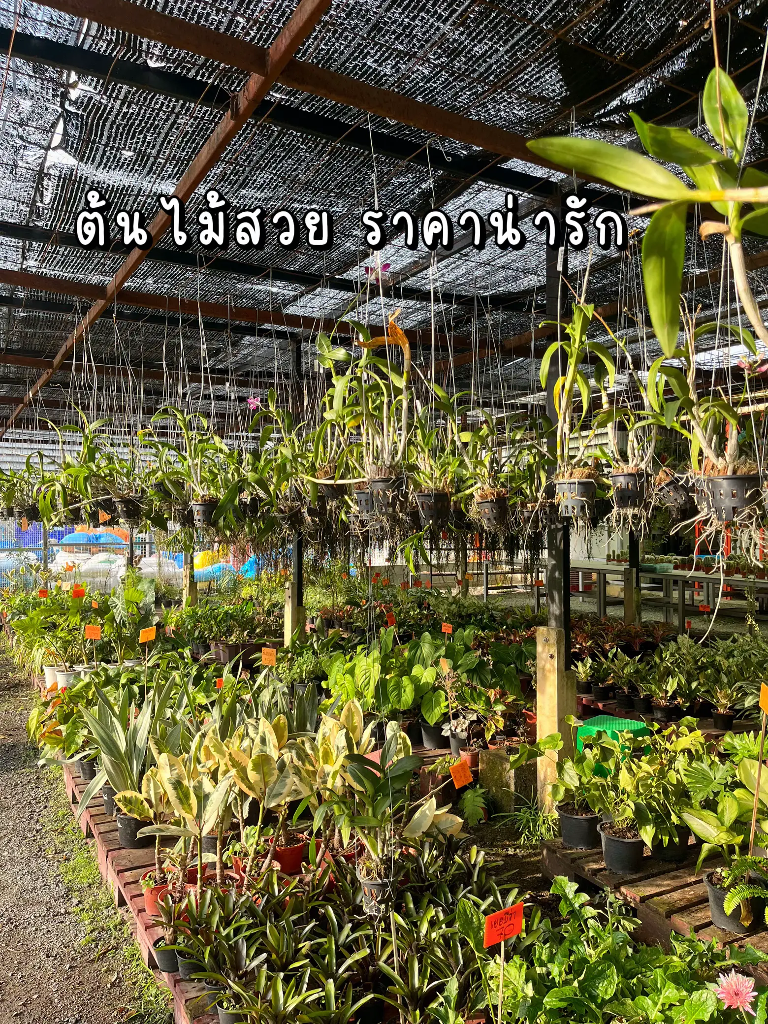 ซื้อต้นไม้เข้าบ้าน ฉบับมือใหม่หัดปลูก 🪴 | แกลเลอรีที่โพสต์โดย SARIN’s House | Lemon8