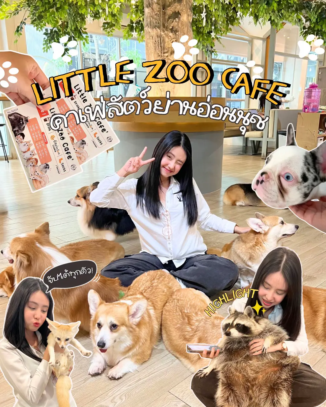 LITTLE ZOO CAFE | น้องจับได้ทุกตัว🐾 | แกลเลอรีที่โพสต์โดย Aumcq | Lemon8