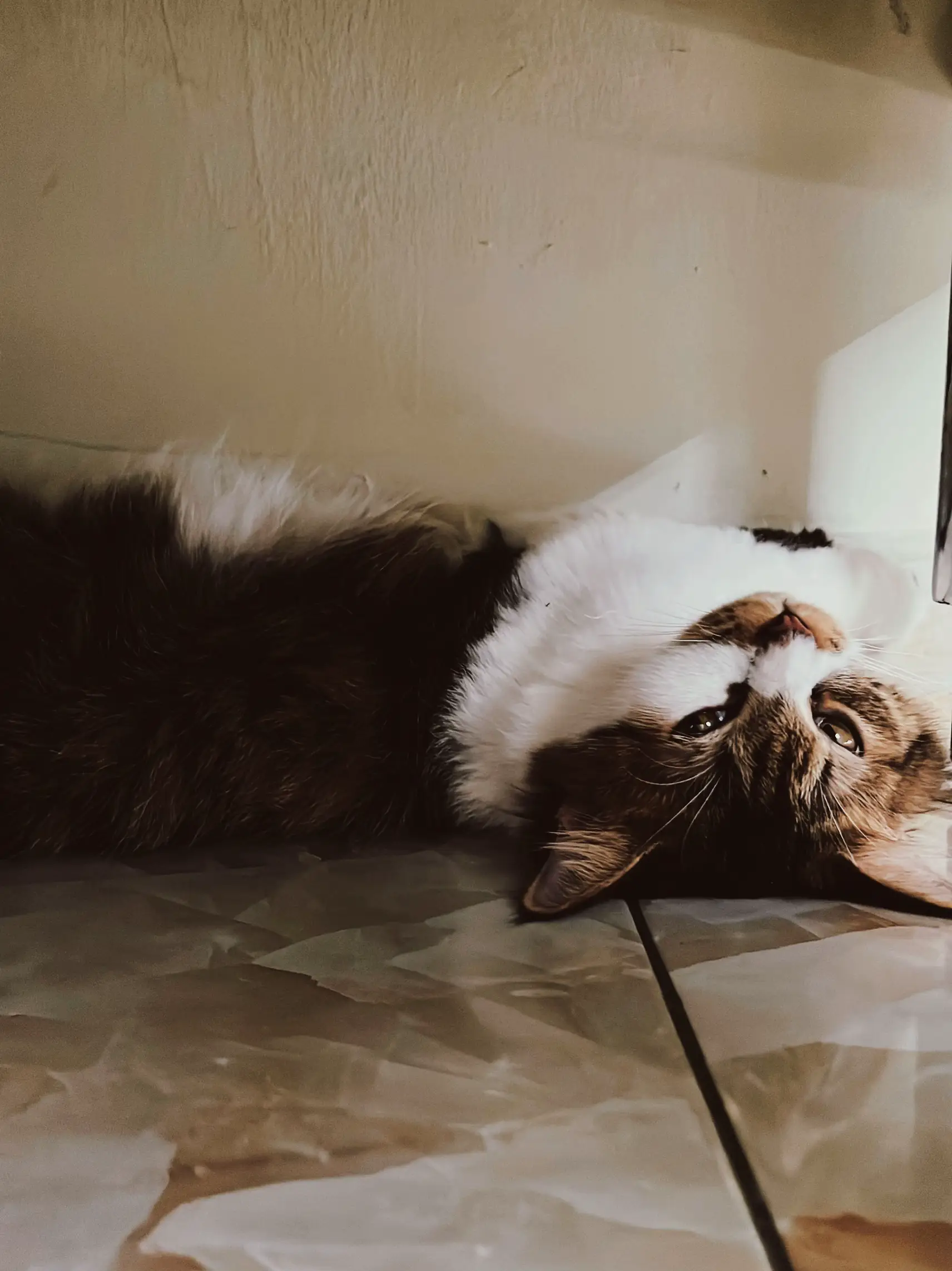 Welcome Home Buddy! | Galeri disiarkan oleh Anaklebahcomot | Lemon8