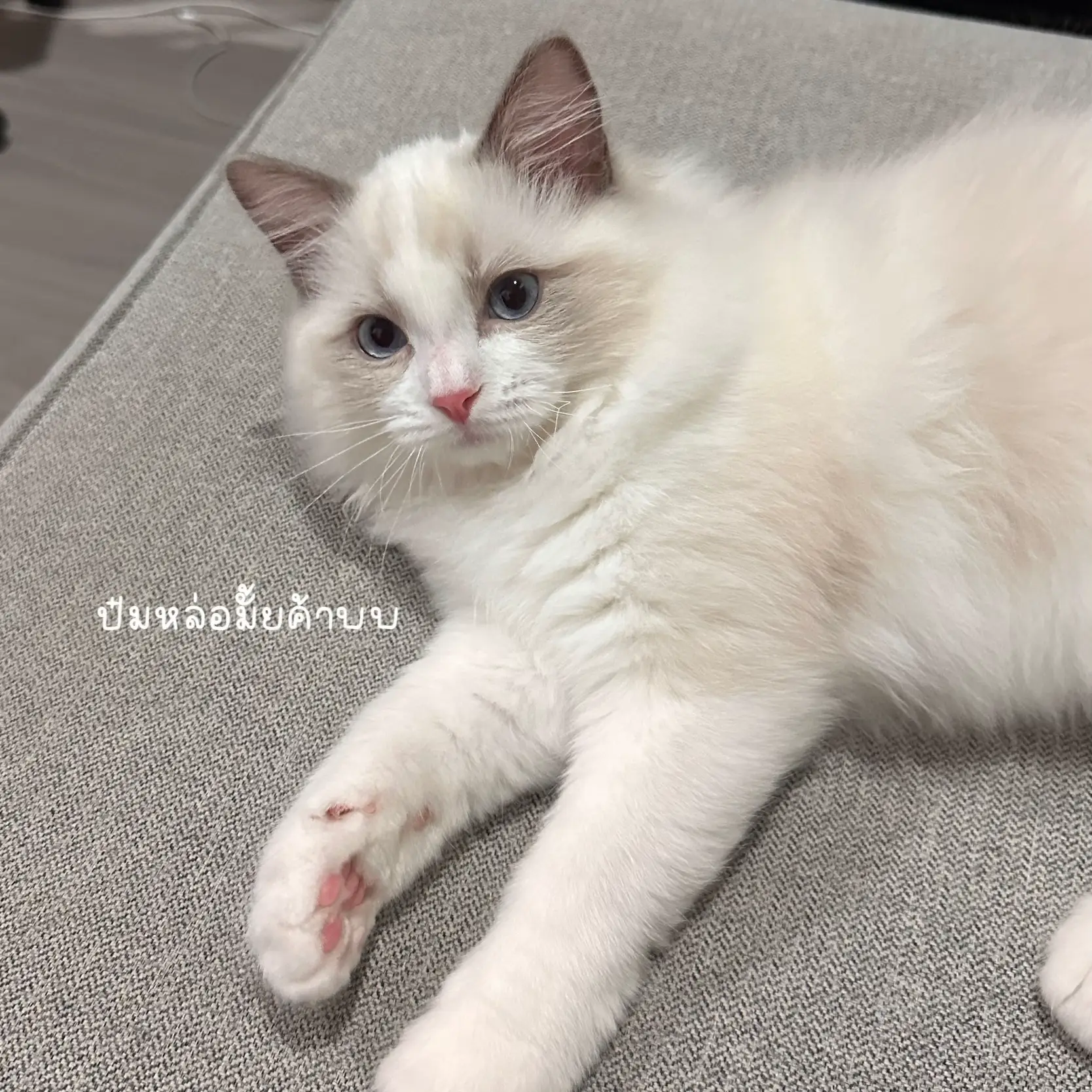 รีวิวแมวตัวแรก พันธุ์Ragdoll 🐈💗 | แกลเลอรีที่โพสต์โดย Aufu | Lemon8
