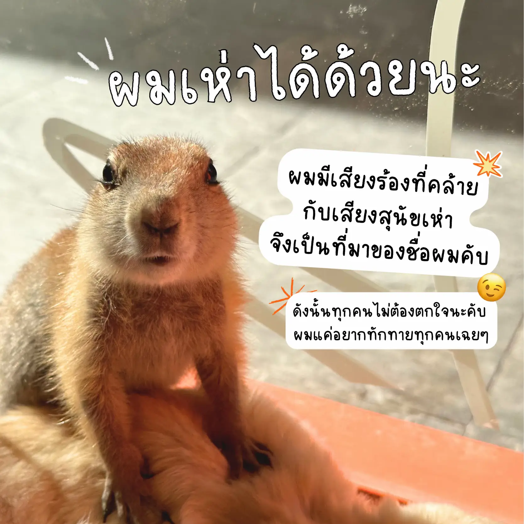 🌟 รีวิวแก๊งแพรี่ด็อก 15 จิ๋ว สุดแสบที่ Little Den Cafe 🦫☕️ | แกลเลอรี ...