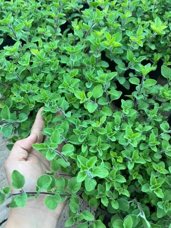 ออริกาโน่" ใครว่ามีดีเเค่โรยหน้าพิซซ่า!!! | แกลเลอรีที่โพสต์โดย Mil ...