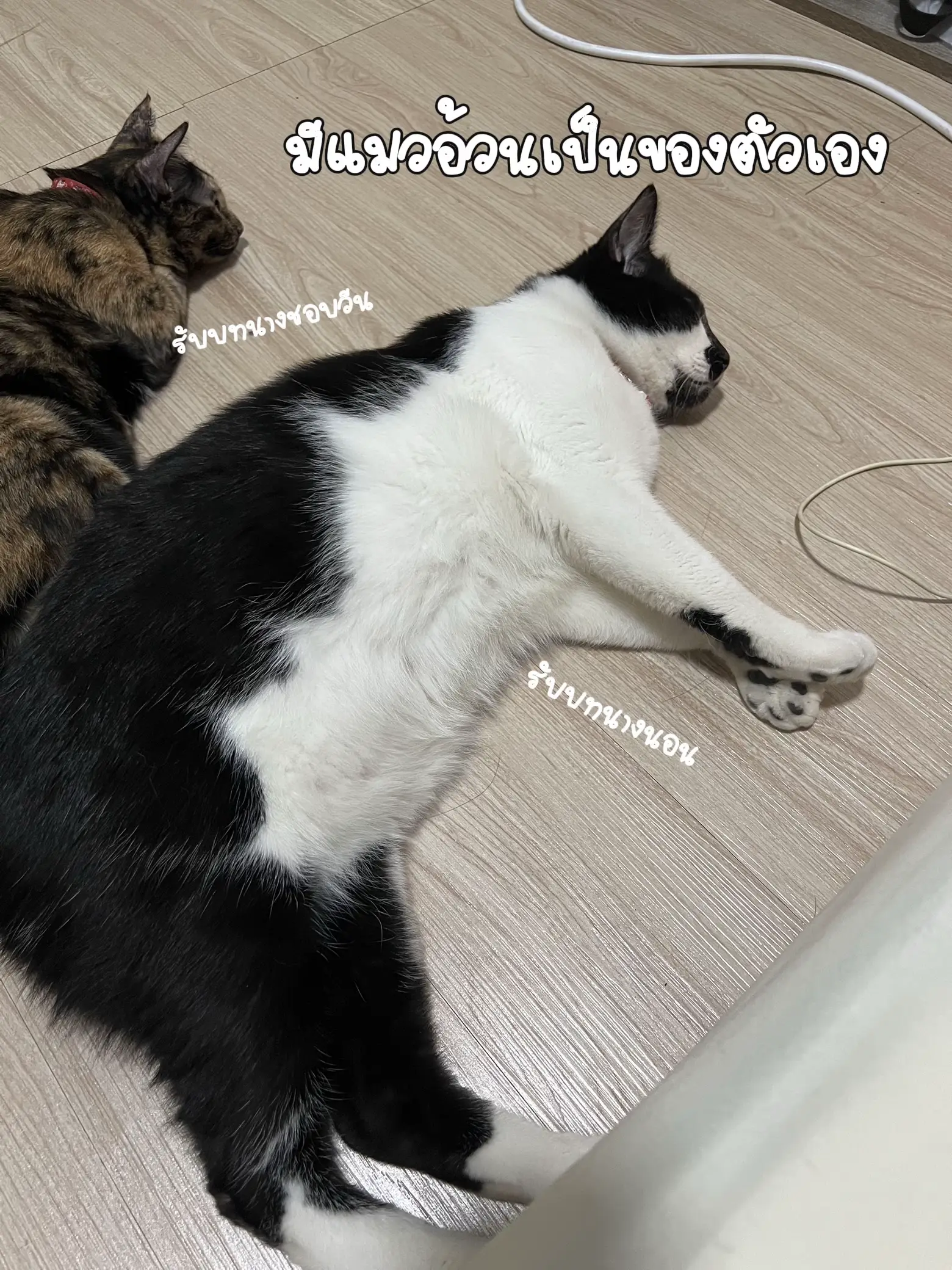 ชีวิตฉันในวัย 25 ปี กับแมว 2 ตัว | แกลเลอรีที่โพสต์โดย Ctd.daa | Lemon8