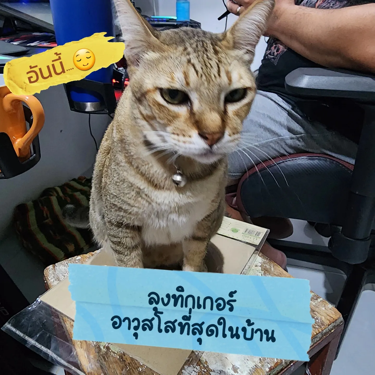 แนะนำสมาชิกในบ้าน Python Mania ค่ะ | แกลเลอรีที่โพสต์โดย PythonMania | Lemon8