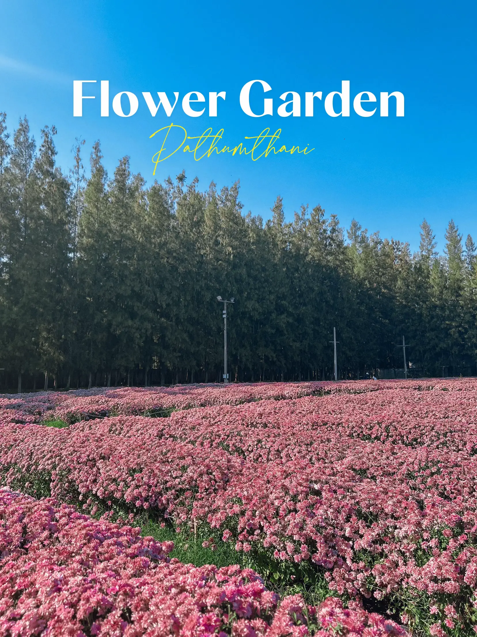 Flower Garden ทุ่งสวรรค์ วัดธรรมกาย ปทุมธานี | แกลเลอรีที่โพสต์โดย เล่น ...