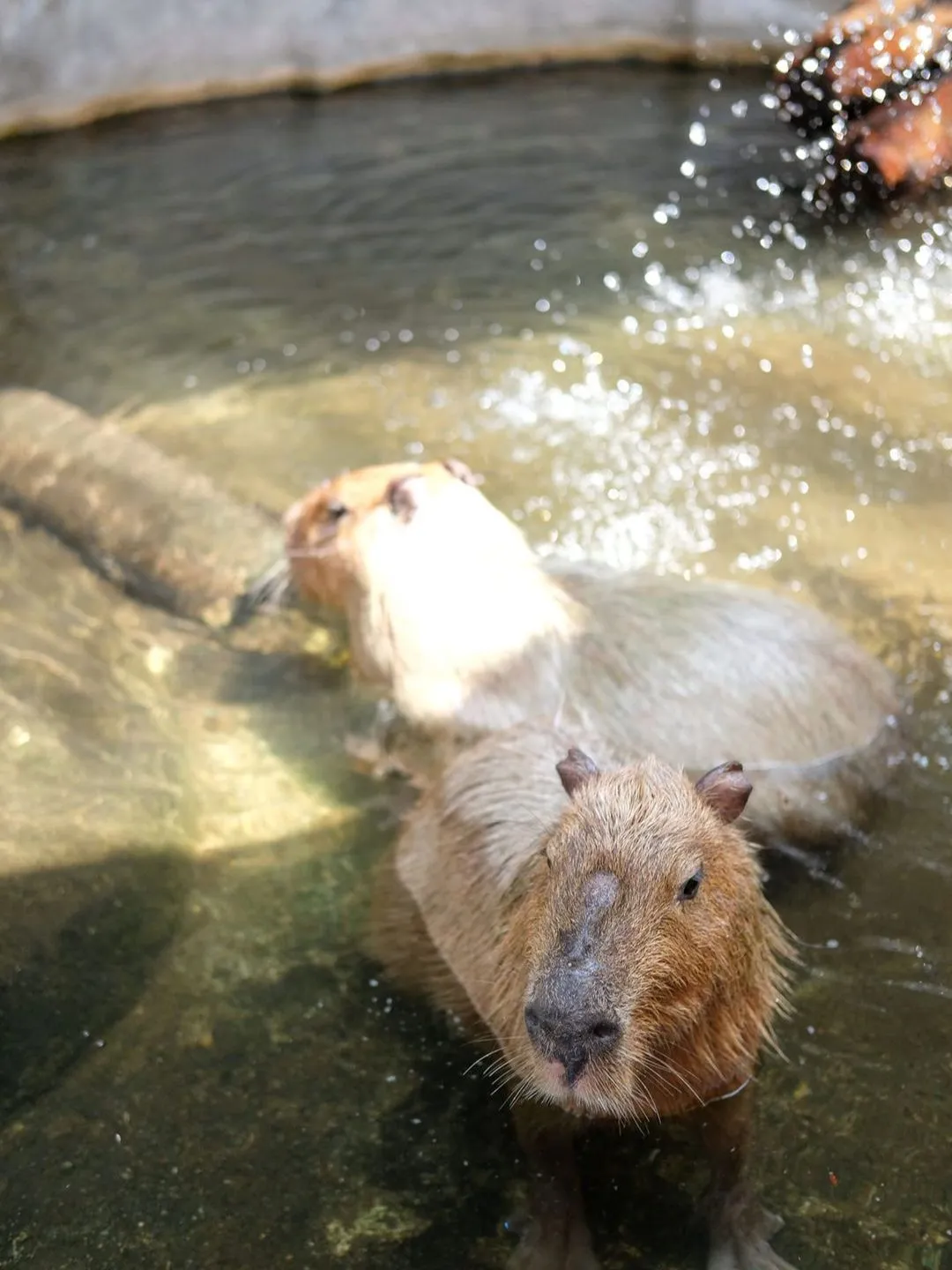 สวนสัตว์พาต้าโฉมใหม่! | แกลเลอรีที่โพสต์โดย LA-WANder | Lemon8