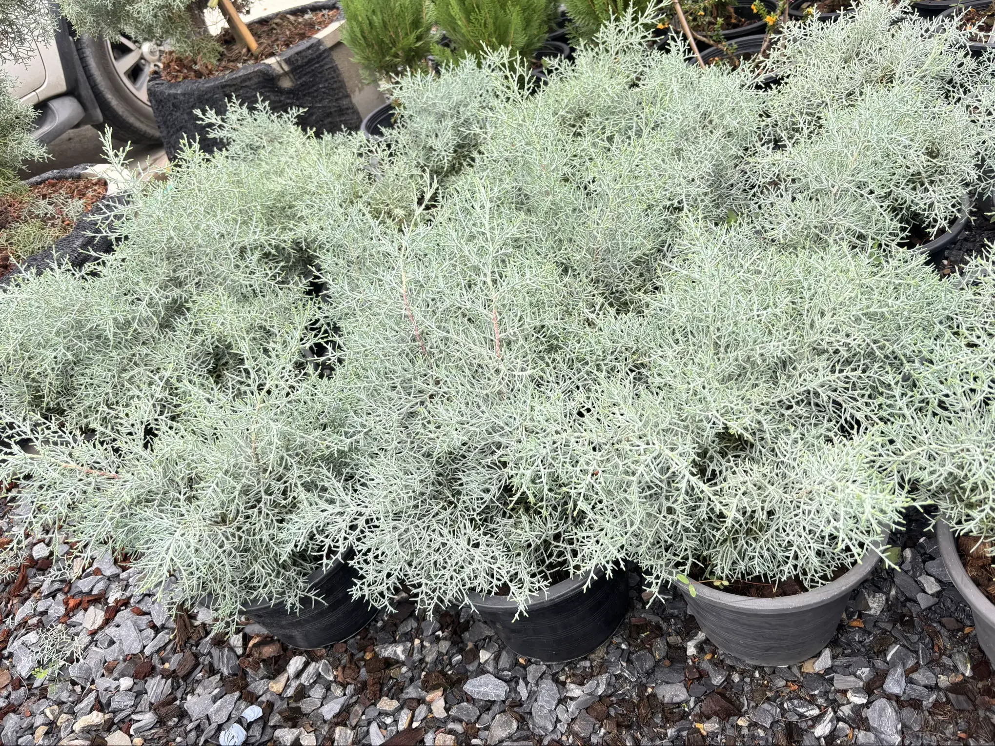 #สนบลูไอซ์“ #Cupessus glaba ’Blue Ice‘ #ต้นสนสีบลูตัวท็อ | แกลเลอรีที่ ...