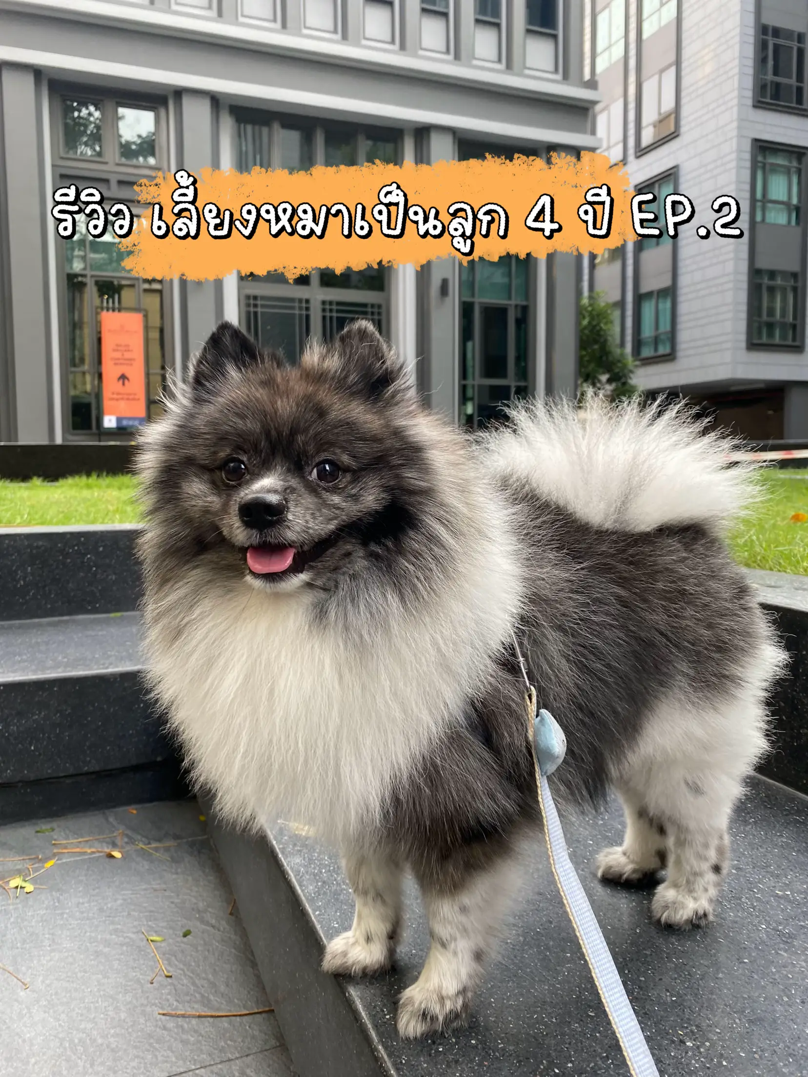 รีวิว เลี้ยงหมาเป็นลูก 4 ปี EP.2 | แกลเลอรีที่โพสต์โดย Whan Whan Wah ...