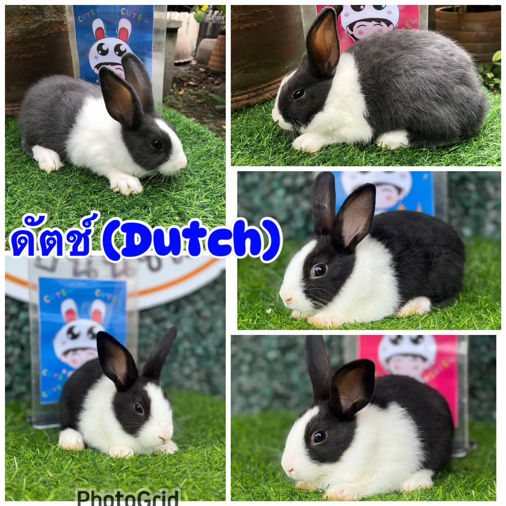 ฟาร์มกระต่ายชลบุรี | แกลเลอรีที่โพสต์โดย JeBunnyChonburi | Lemon8