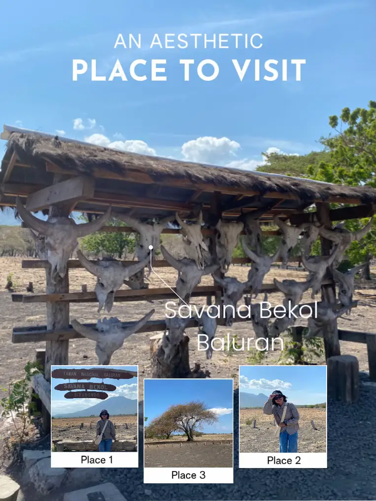 Savana Bekol Taman Nasional Baluran | Galeri diposting oleh Mela ...