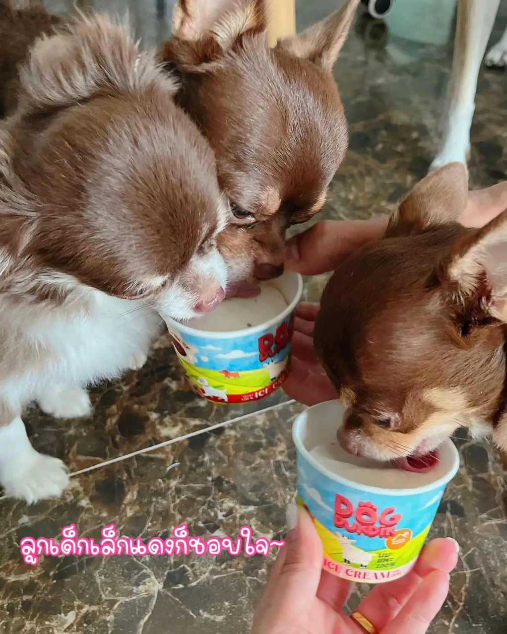 รีวิว Dog Dukdik ไอศครีมสำหรับน้องหมา🍨🐶 | แกลเลอรีที่โพสต์โดย พ้อกแพ้ก ...